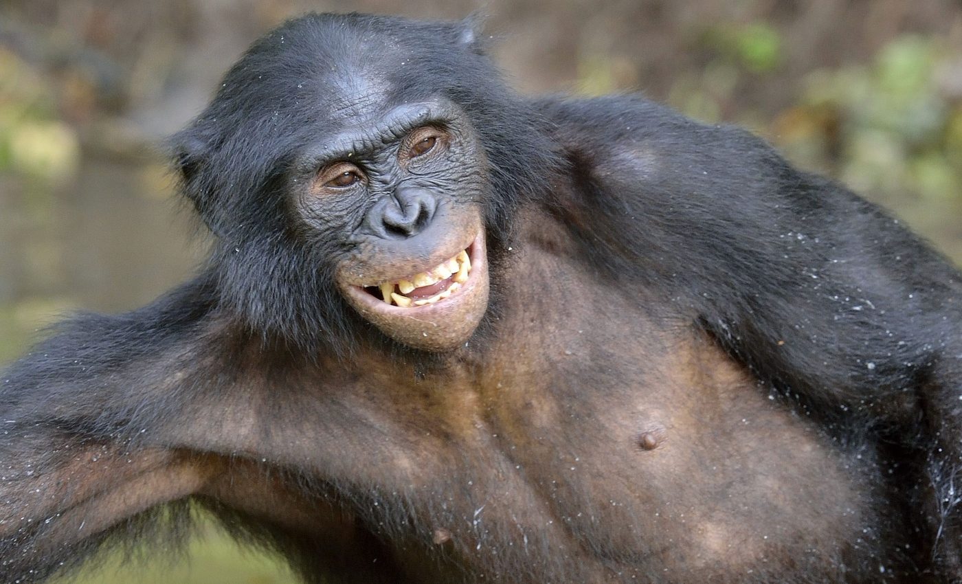 Bonobo Monkey Laughing