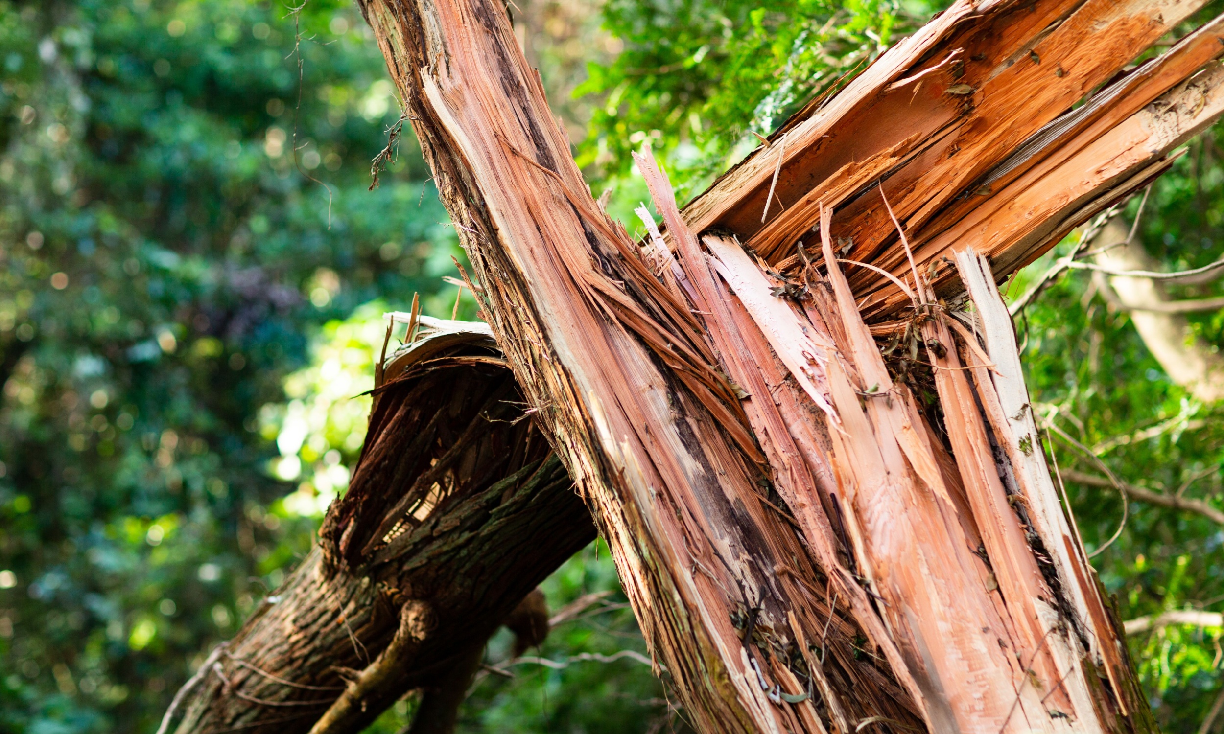 Tropical tree deaths are increasing, even in untouched forests - Earth.com