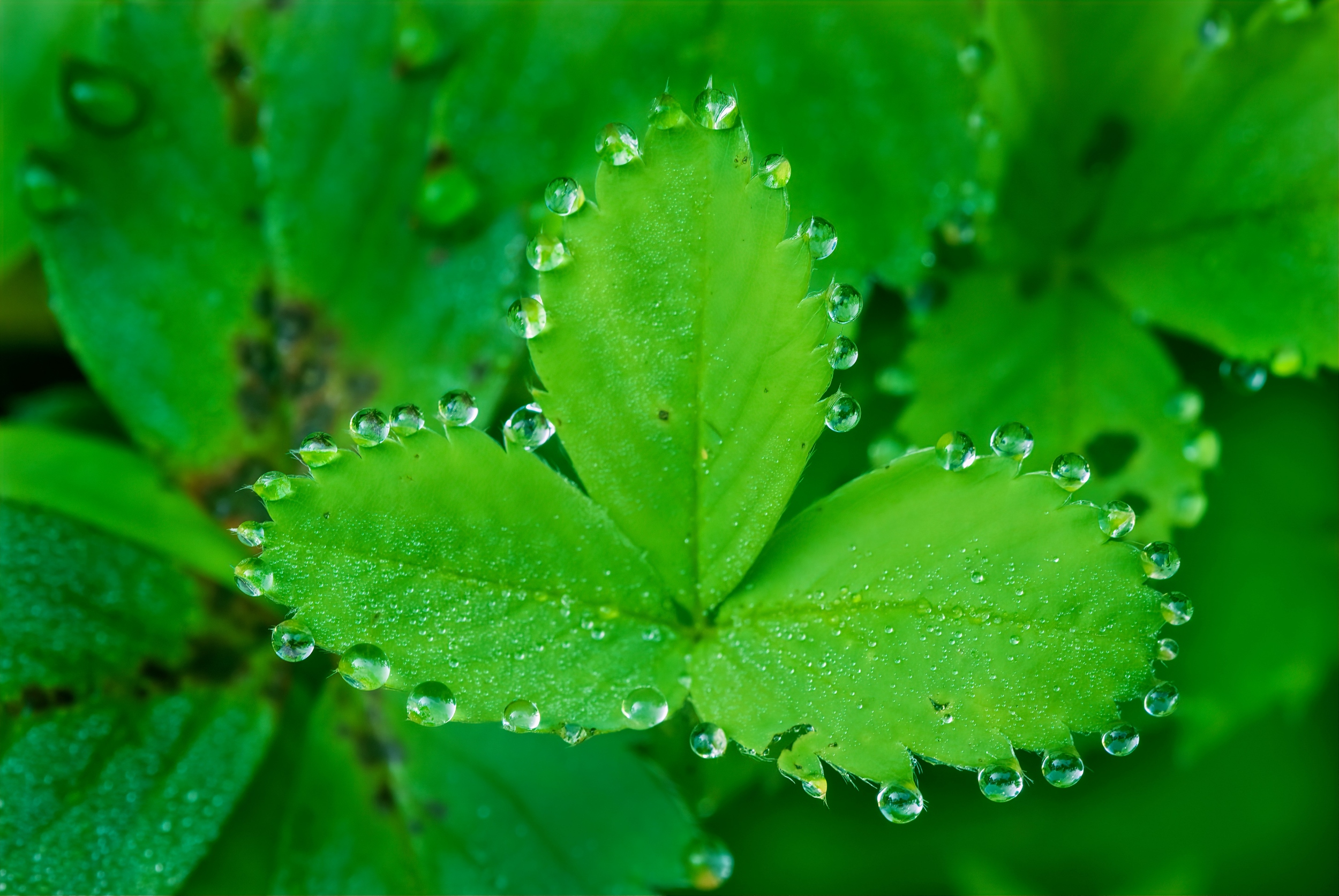 How plants decide where to put their breathing pores - Earth.com