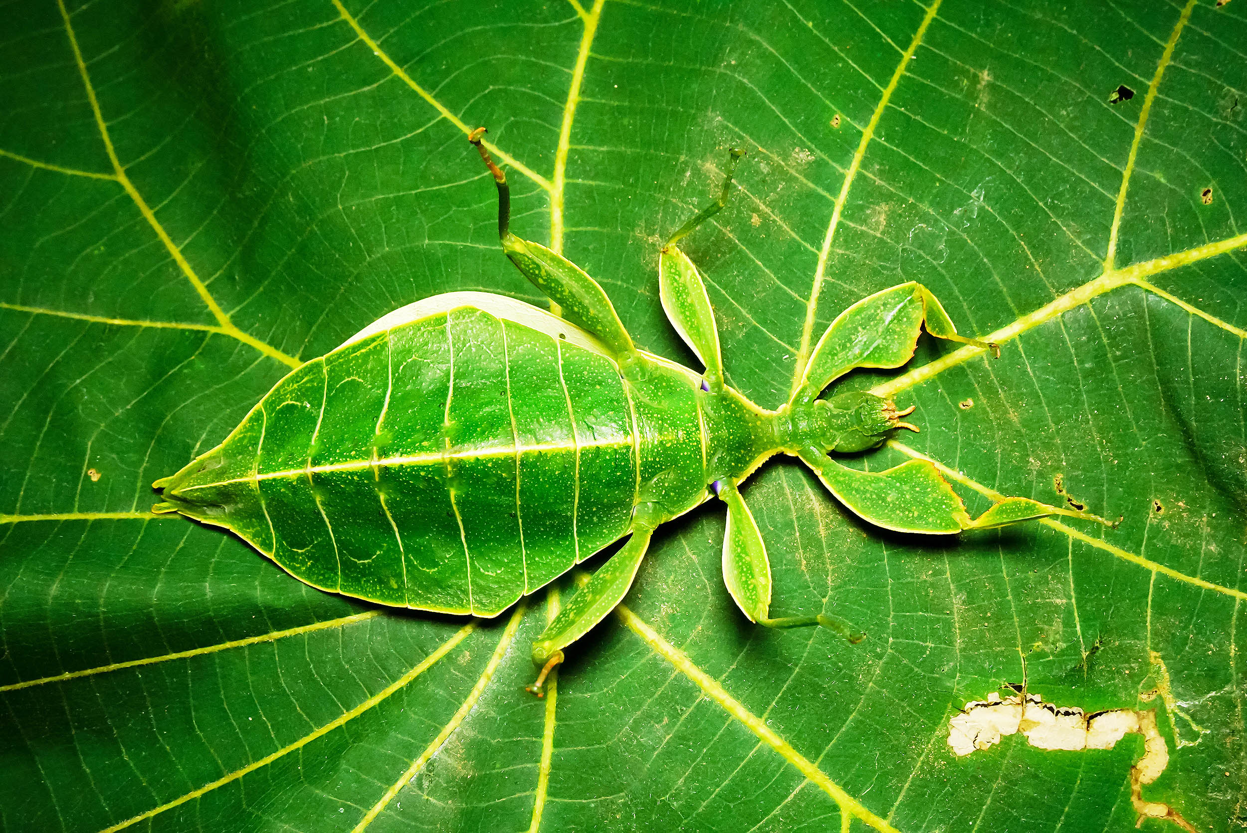 3D models reveal how insect disguises trick predators - Earth.com