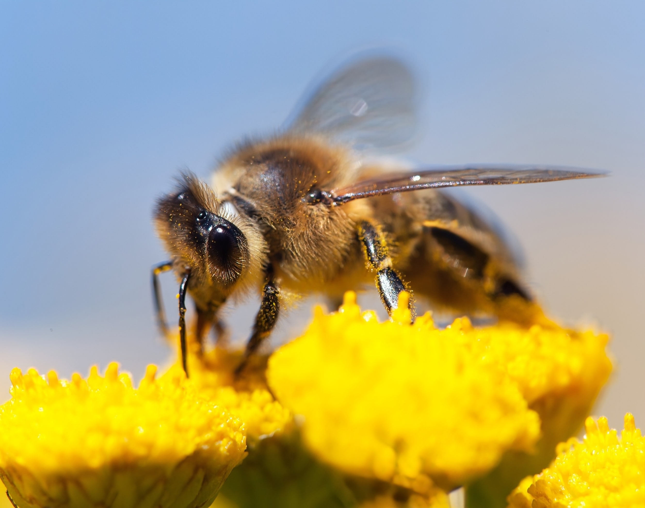 Honey bee invasion: A growing threat to native pollinators - Earth.com