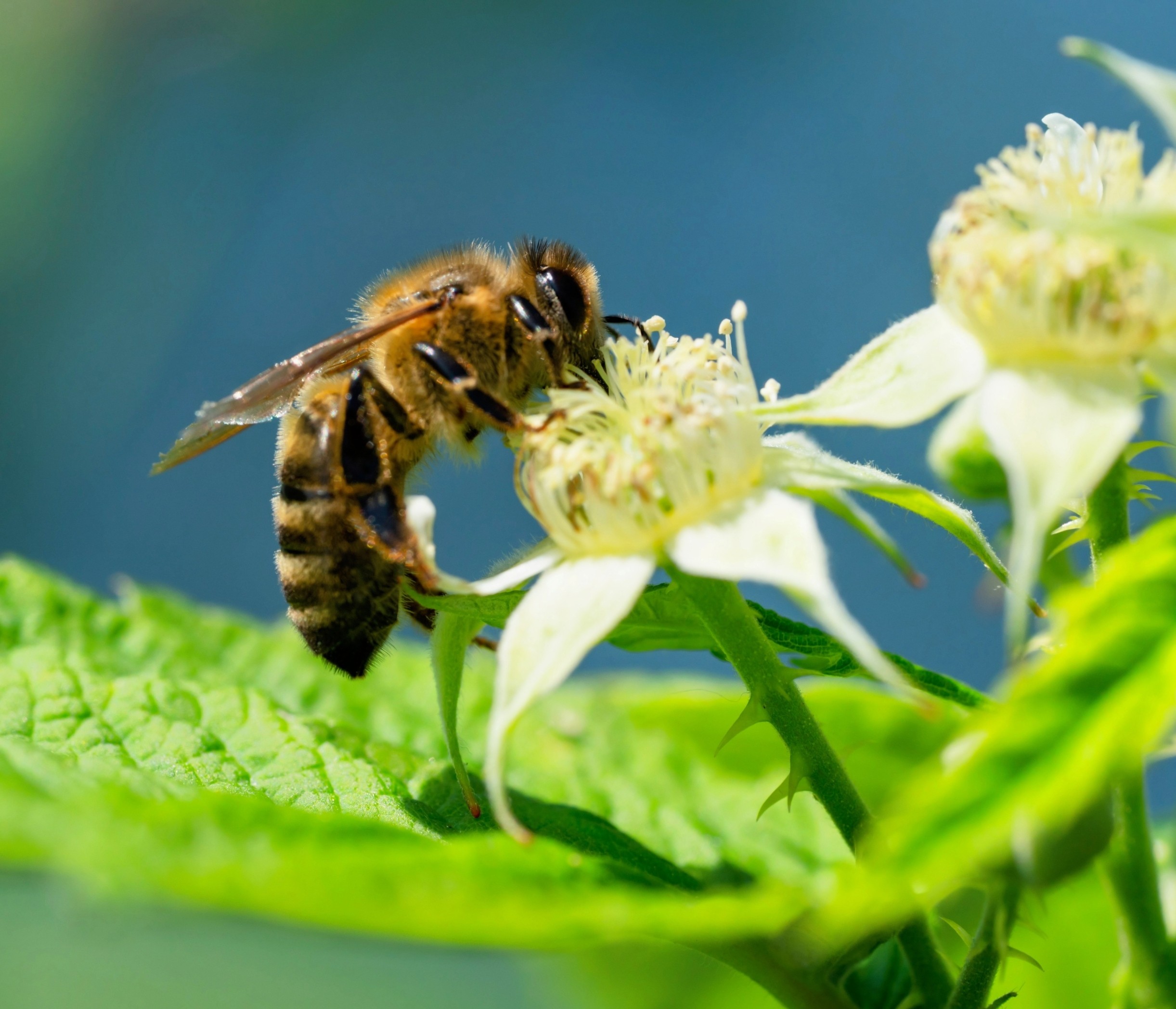 Heat and pollution are changing the buzz of bees - Earth.com