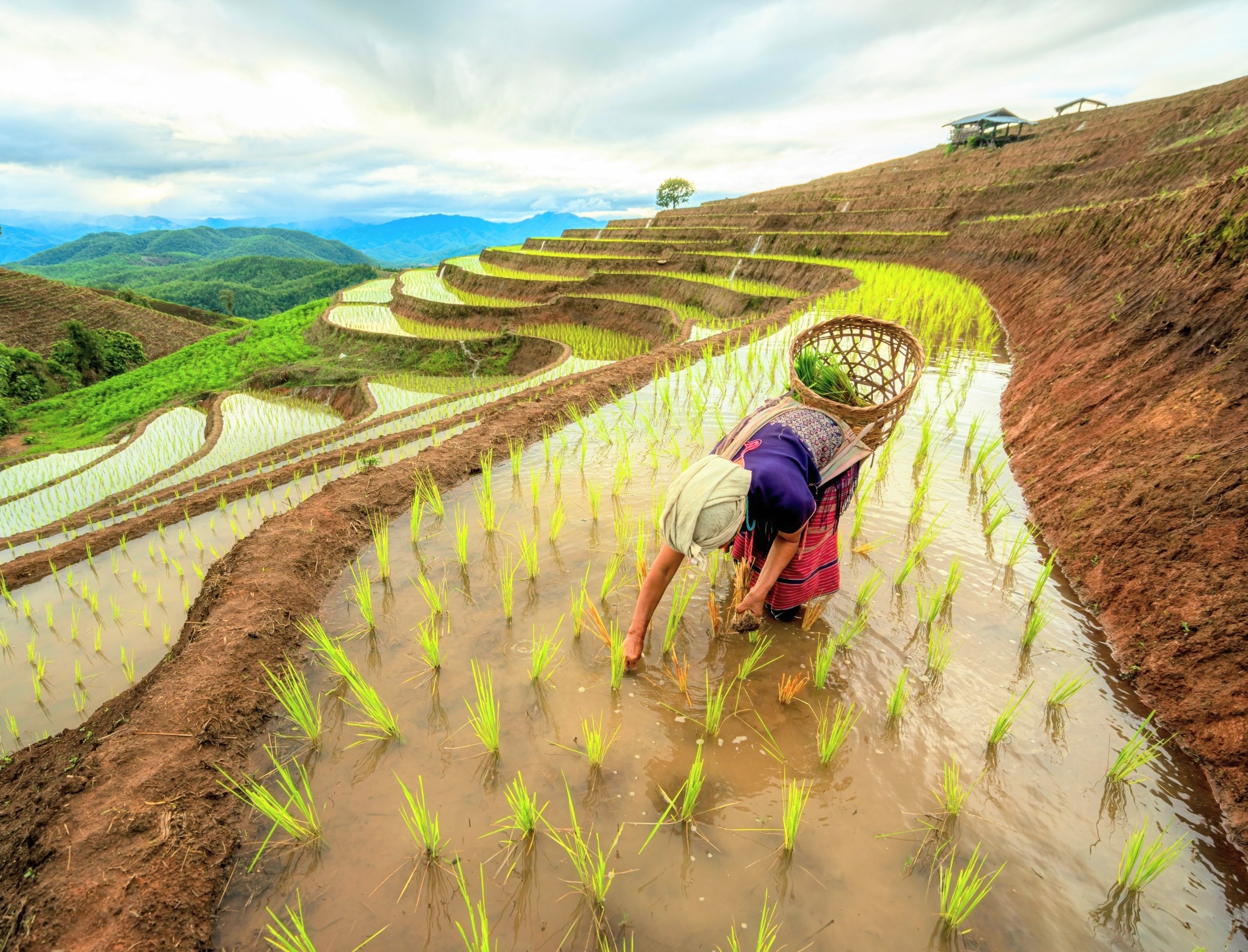 Tiny rice plants could help astronauts grow food in space - Earth.com