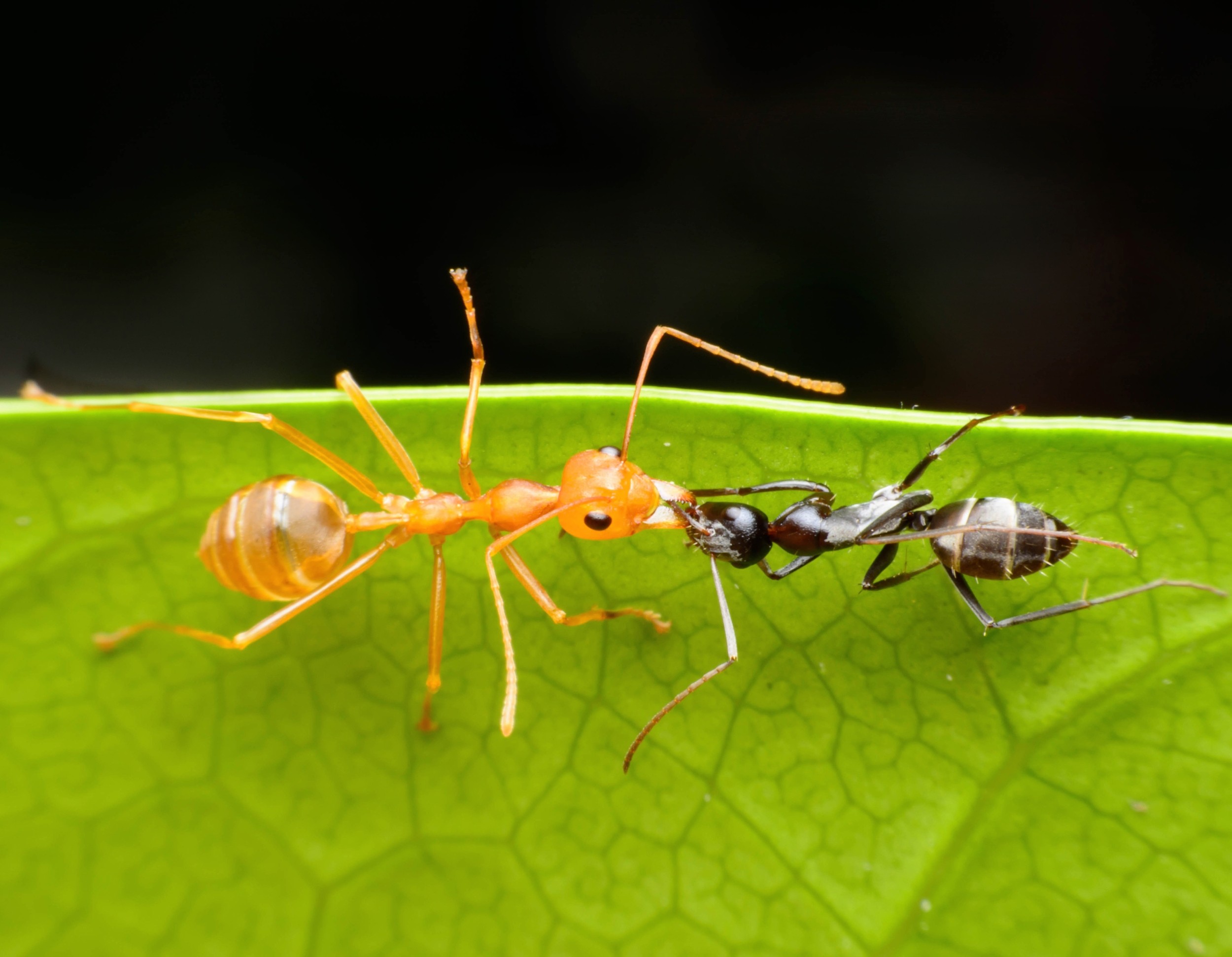 Jav incest porn blonde flowing hair with shimmering azure