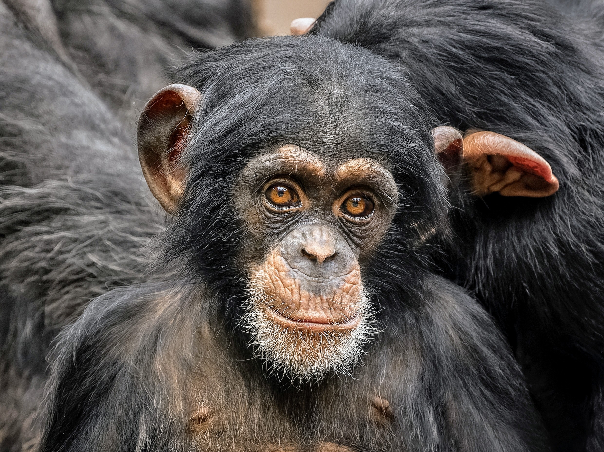 World Chimpanzee Day 2025: Protecting our closest relatives - Earth.com