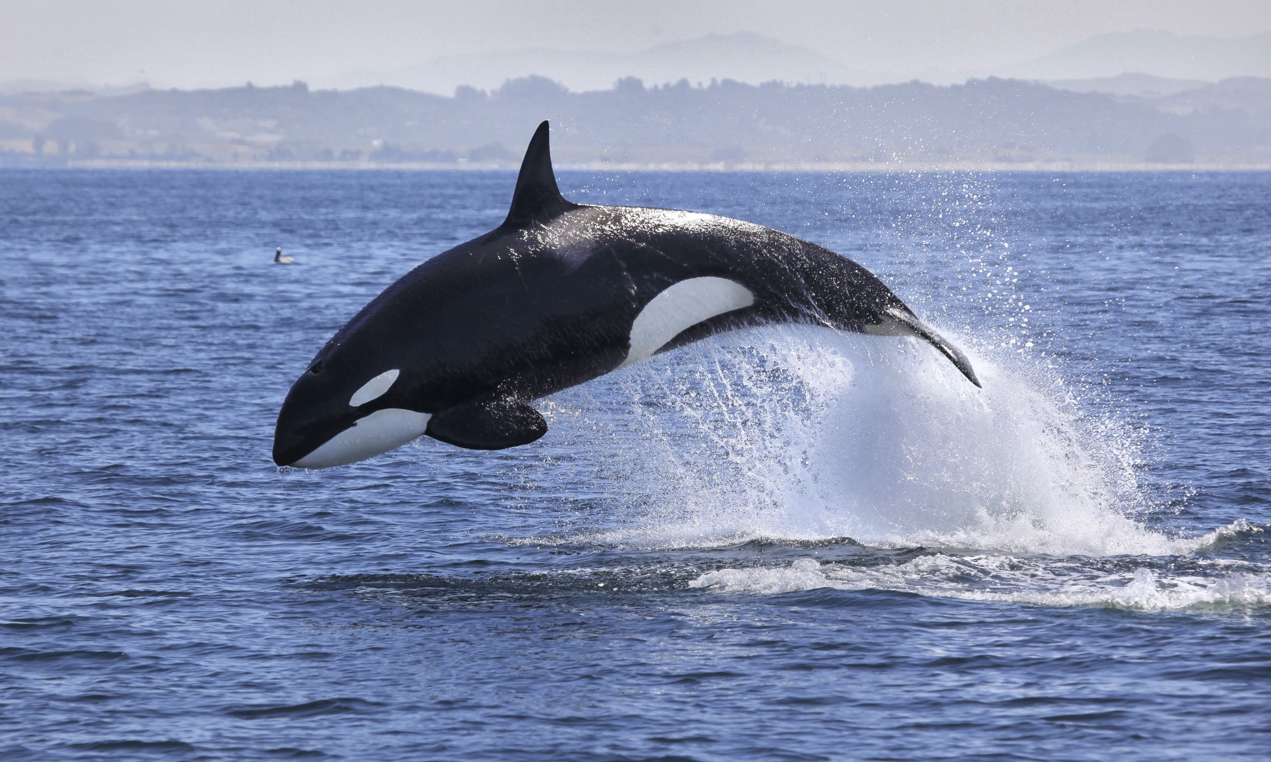 World Orca Day 2025: Saving the ocean's top predators - Earth.com
