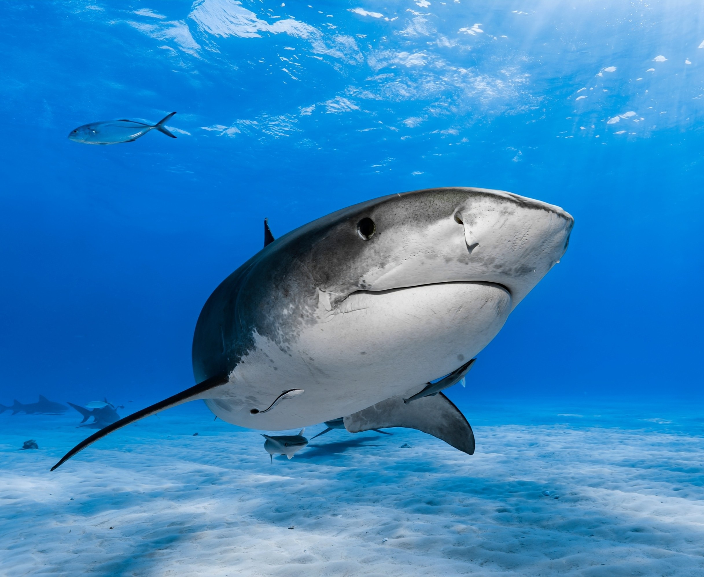 Shark Awareness Day: Protecting the balance of the ocean - Earth.com