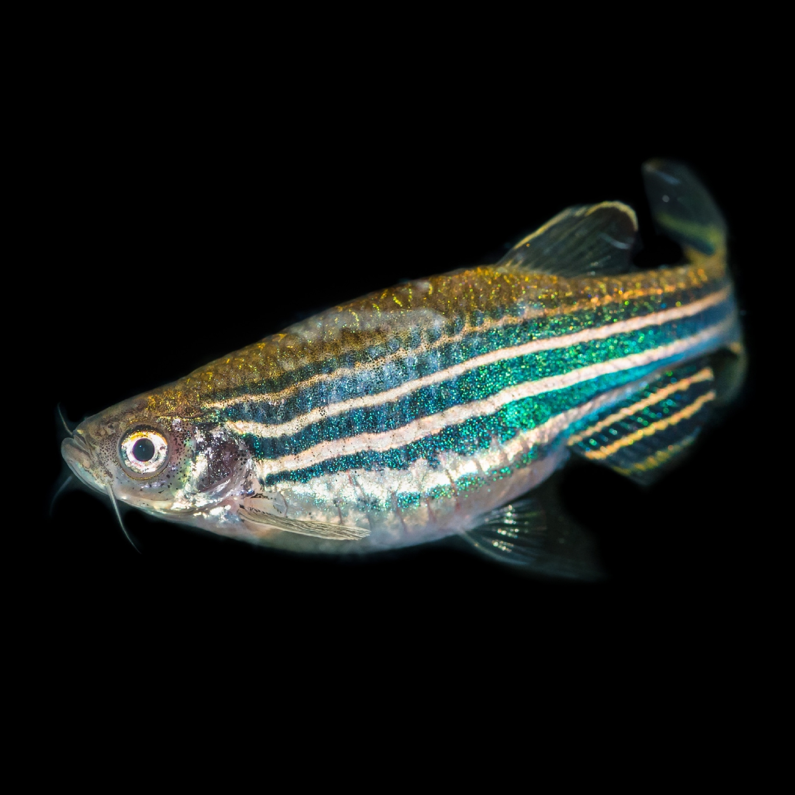 Fish genes offer clues to reversing human hearing loss - Earth.com