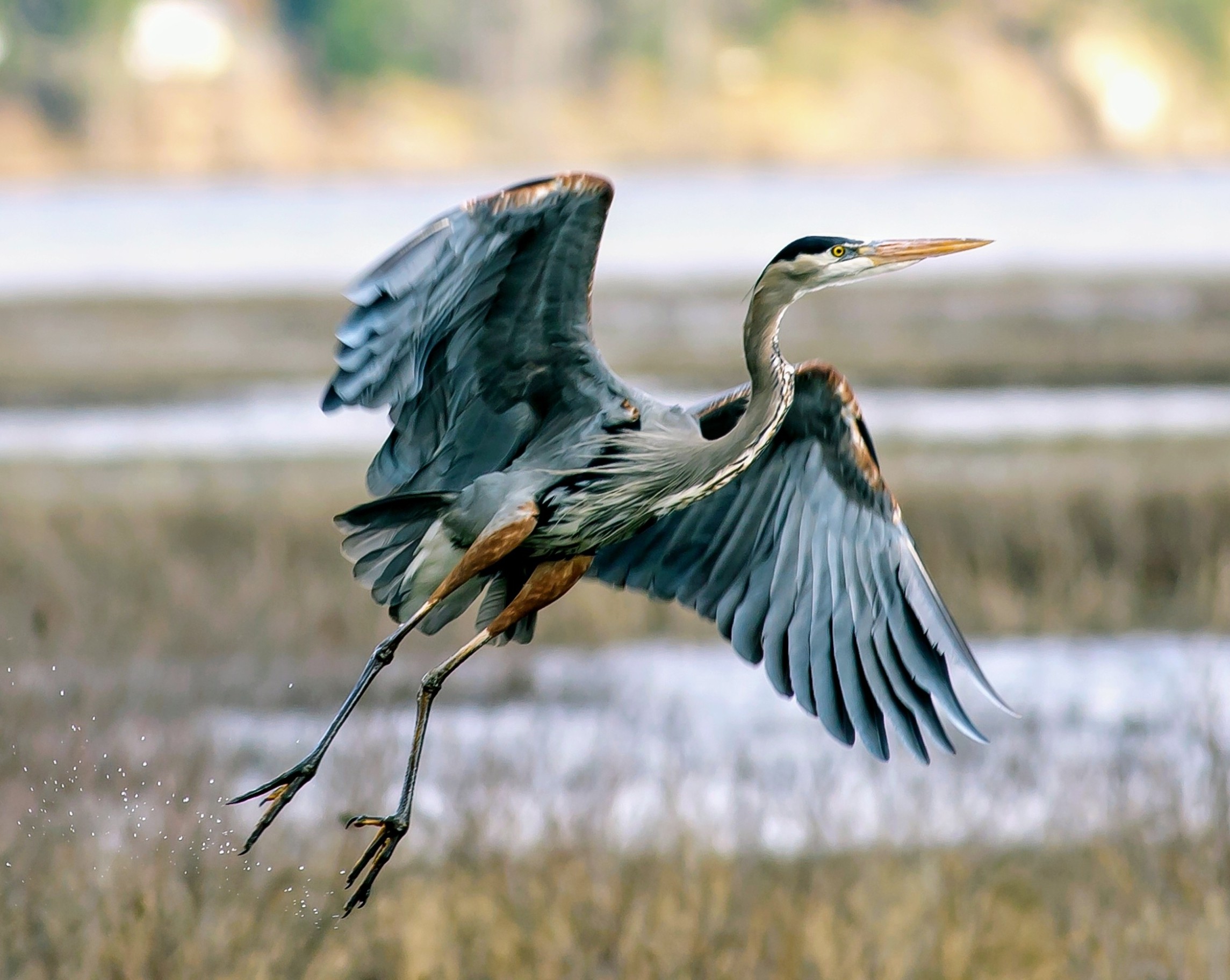 Tropical birds migrate without riding the wind - Earth.com