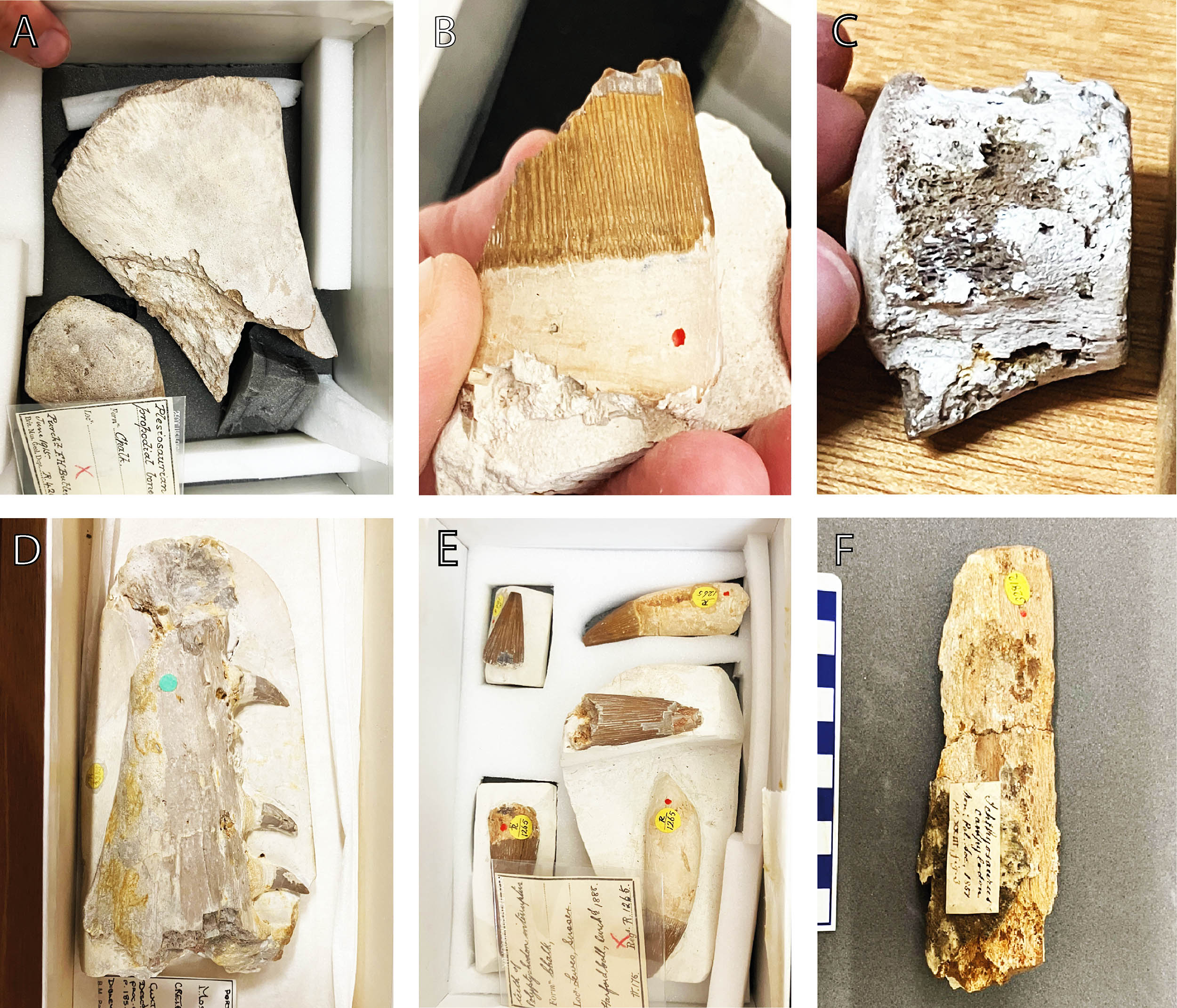 Ancient worms feasted on the bones of giant marine animals - Earth.com
