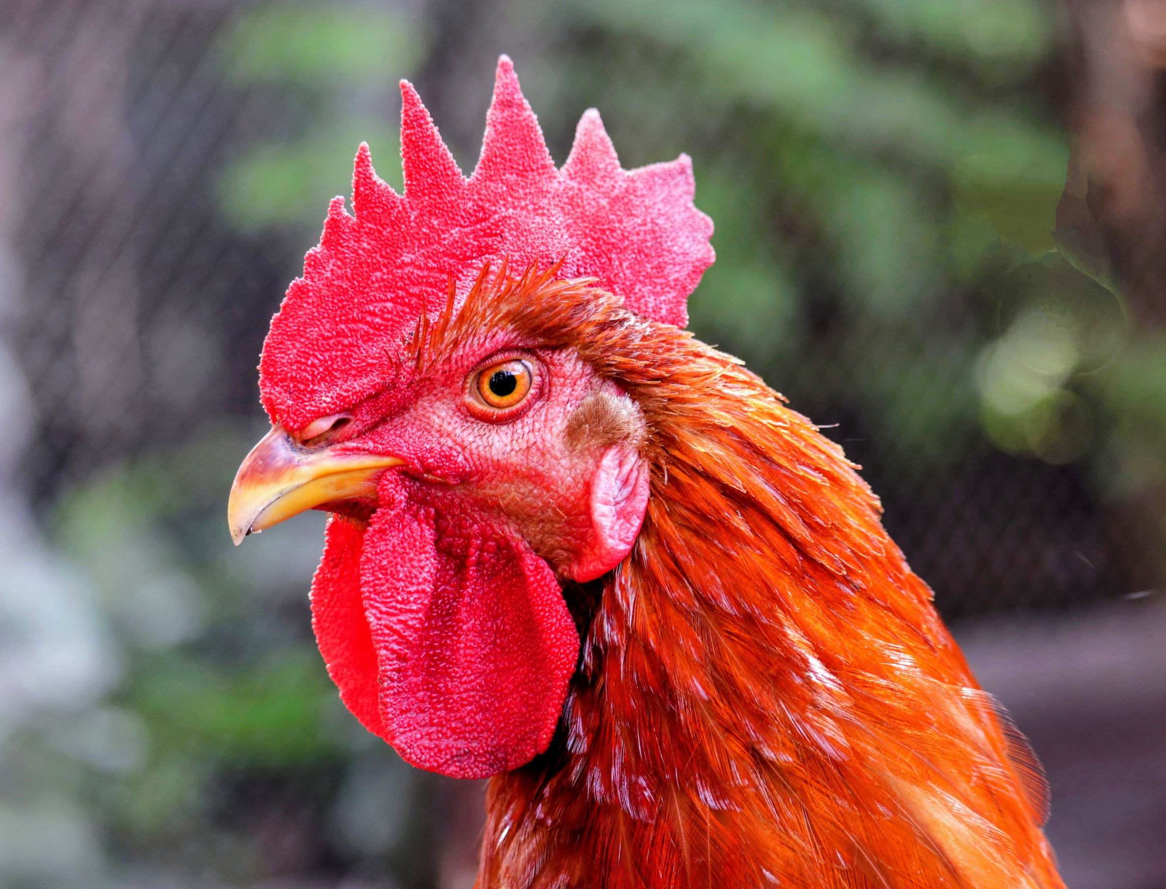 Male birds depend on a special gene to survive - Earth.com