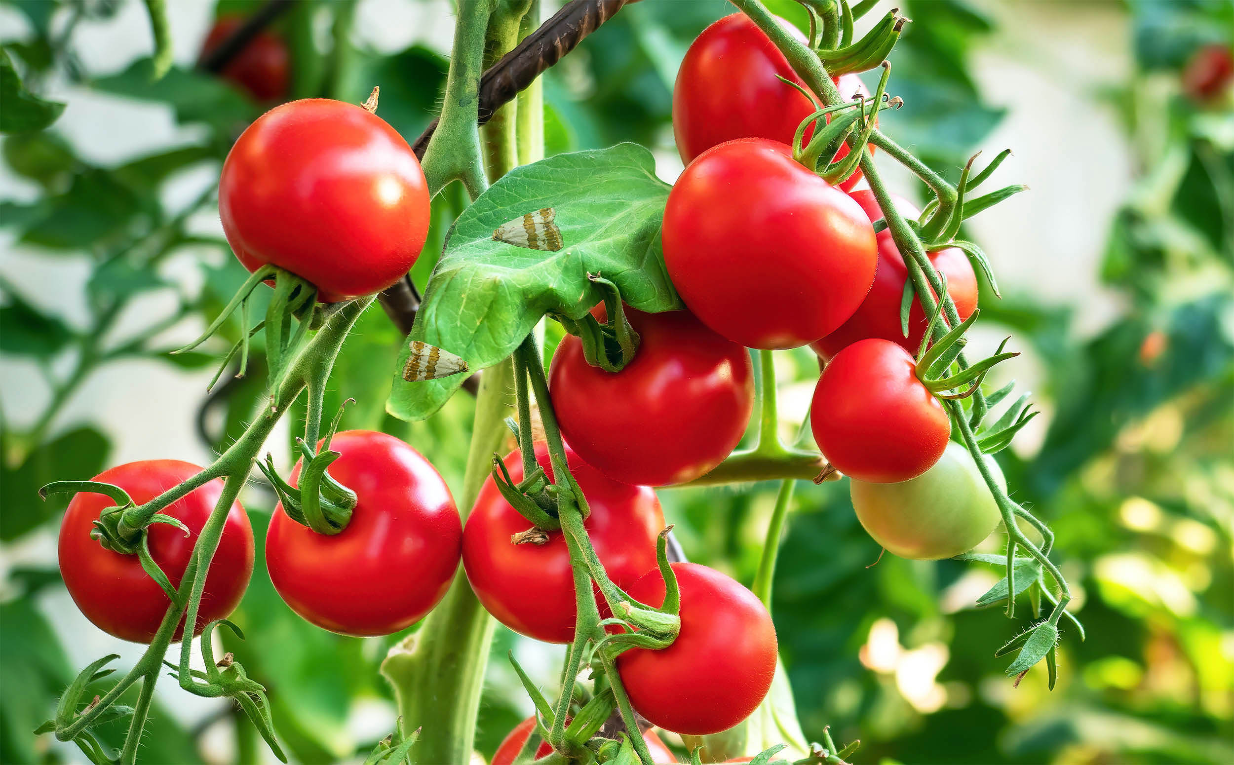 Insects can hear plants "talking" before deciding where to lay eggs ...