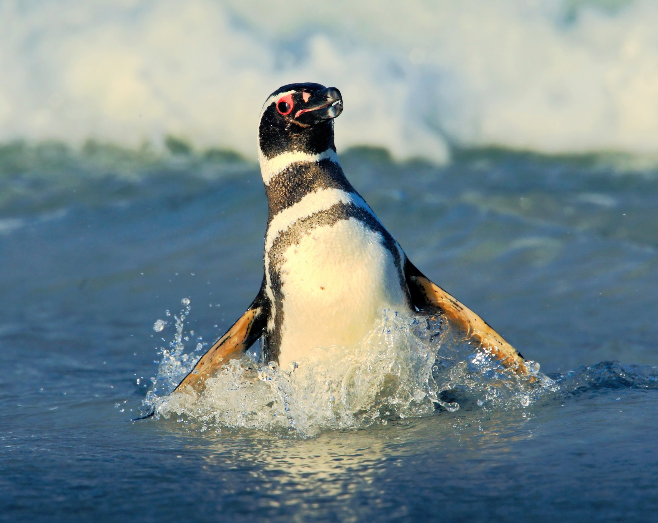 How do penguins navigate the ocean? Secret strategy revealed - Earth.com