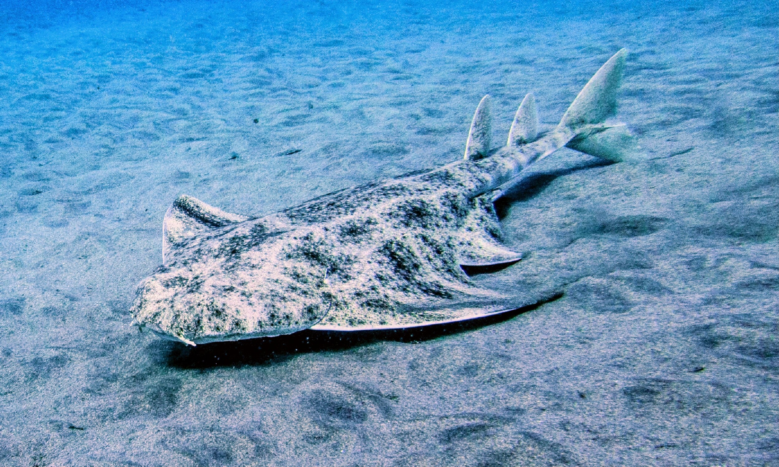 Angelsharks are skipping the mating season due to ocean warming - Earth.com