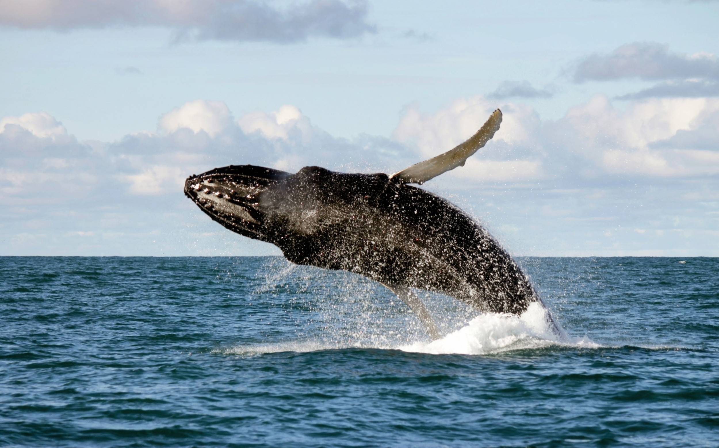 Humpback whales now migrate weeks early - Earth.com