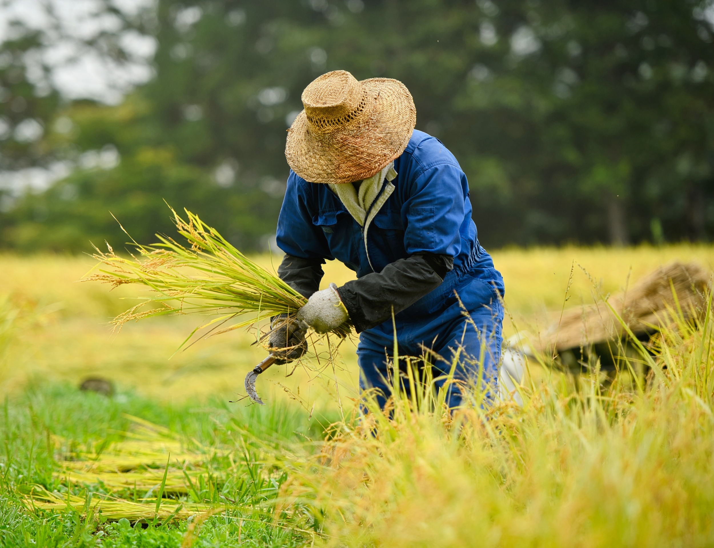 Japanese food traditions held strong despite the arrival of farming ...