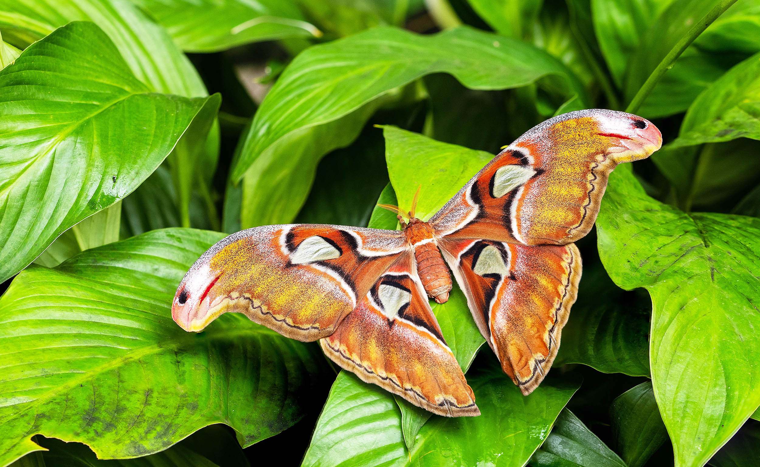 Plants and animals "talk" using sound, proven for the first time ...