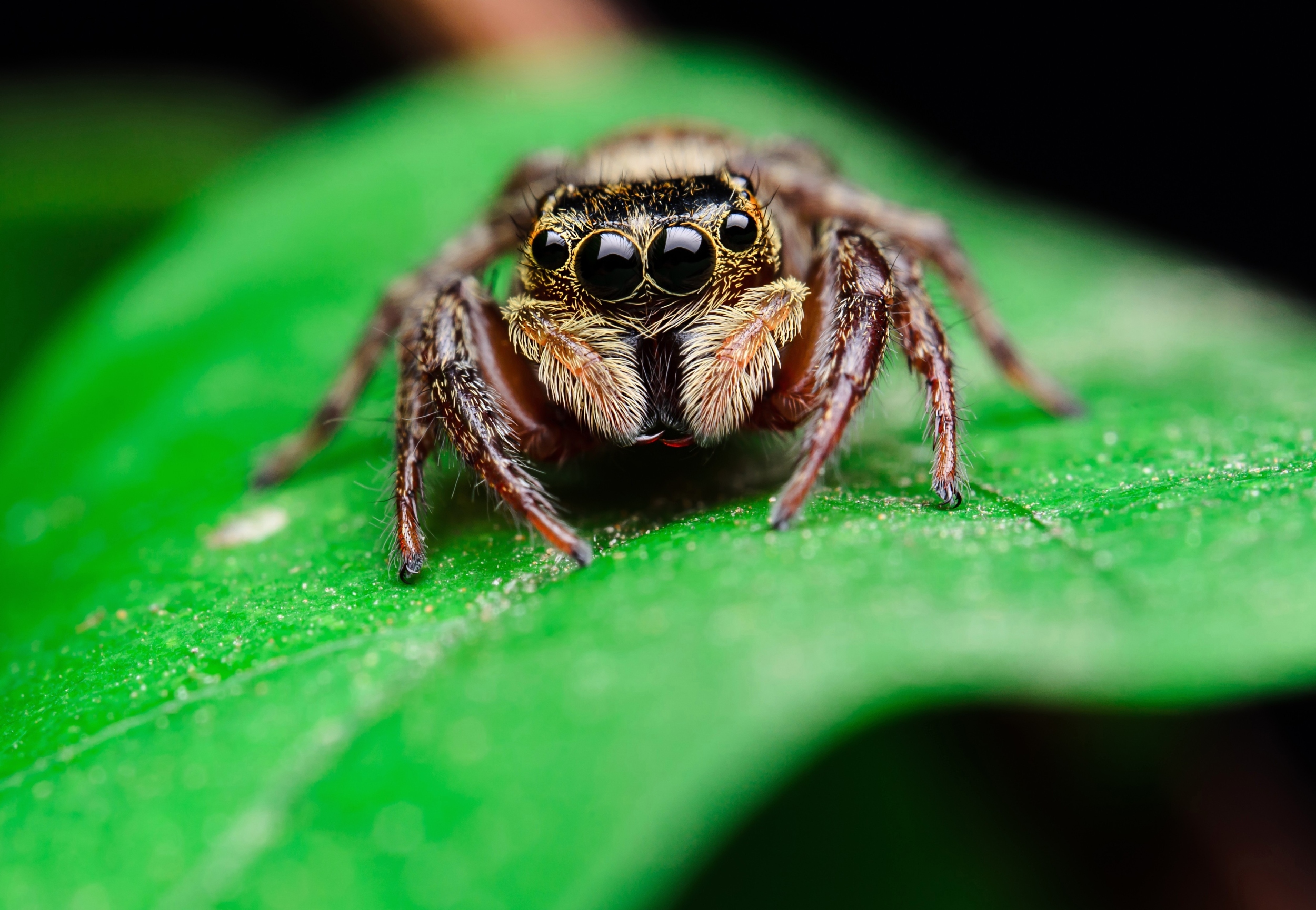 Tiny fossil rewrites the origin story of spiders - Earth.com