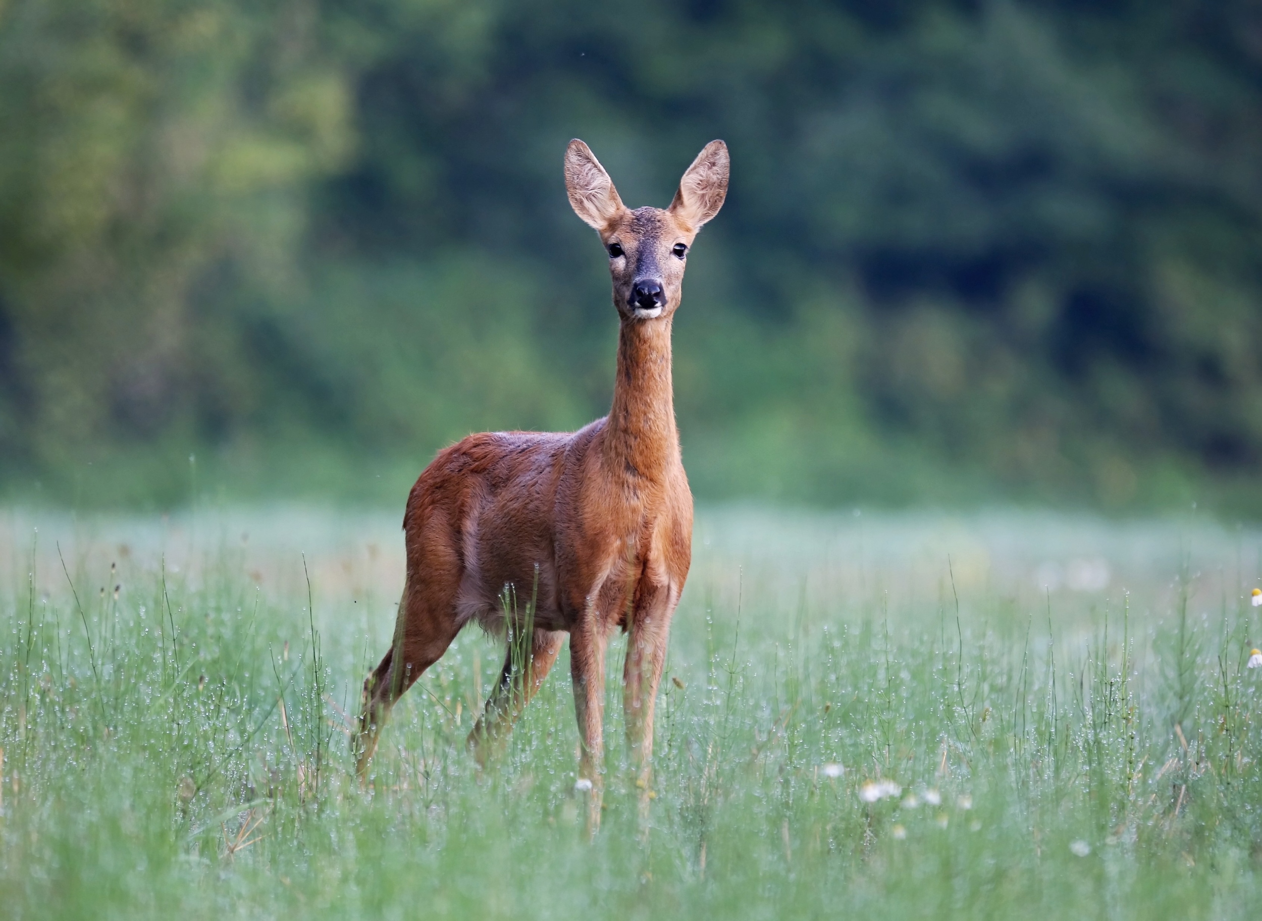 Survival switch in the brain controls when animals flee or freeze ...