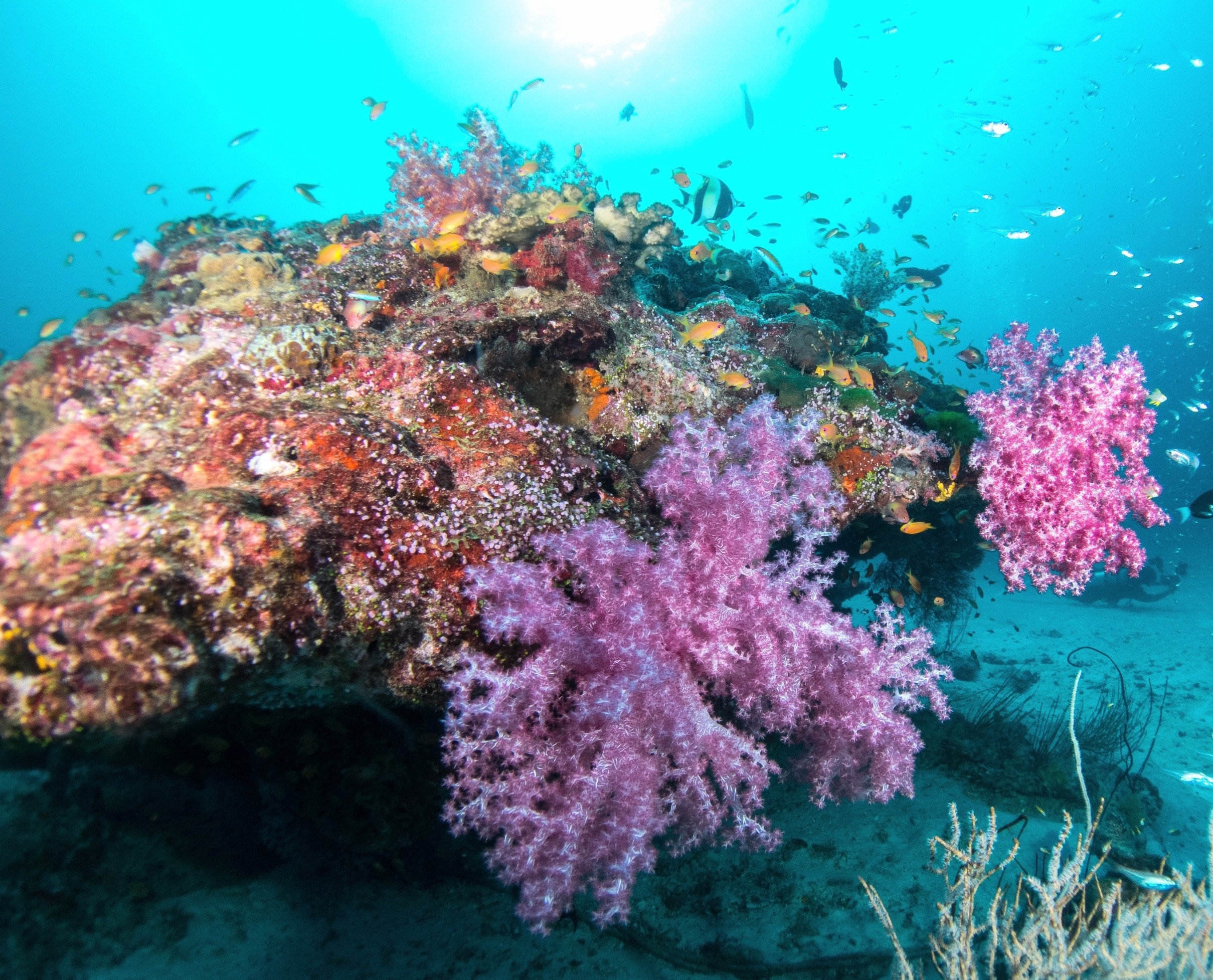 Coral reef food webs are more fragile than we thought - Earth.com