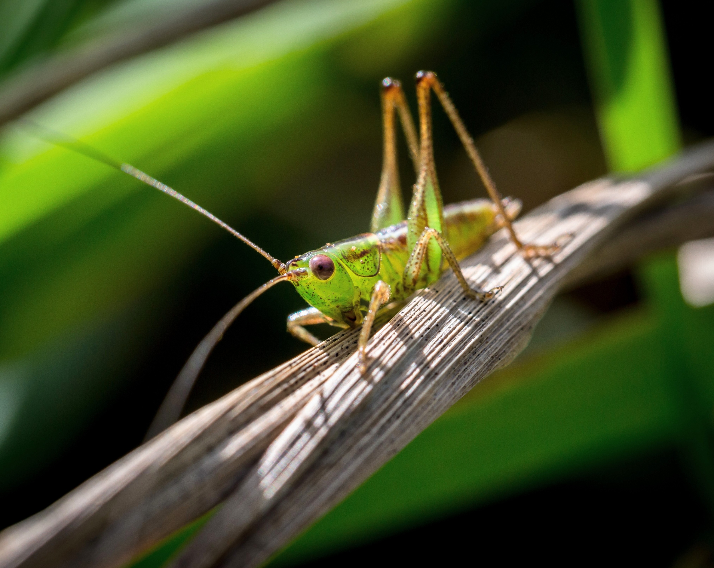When male crickets go silent: How females adapt and respond - Earth.com