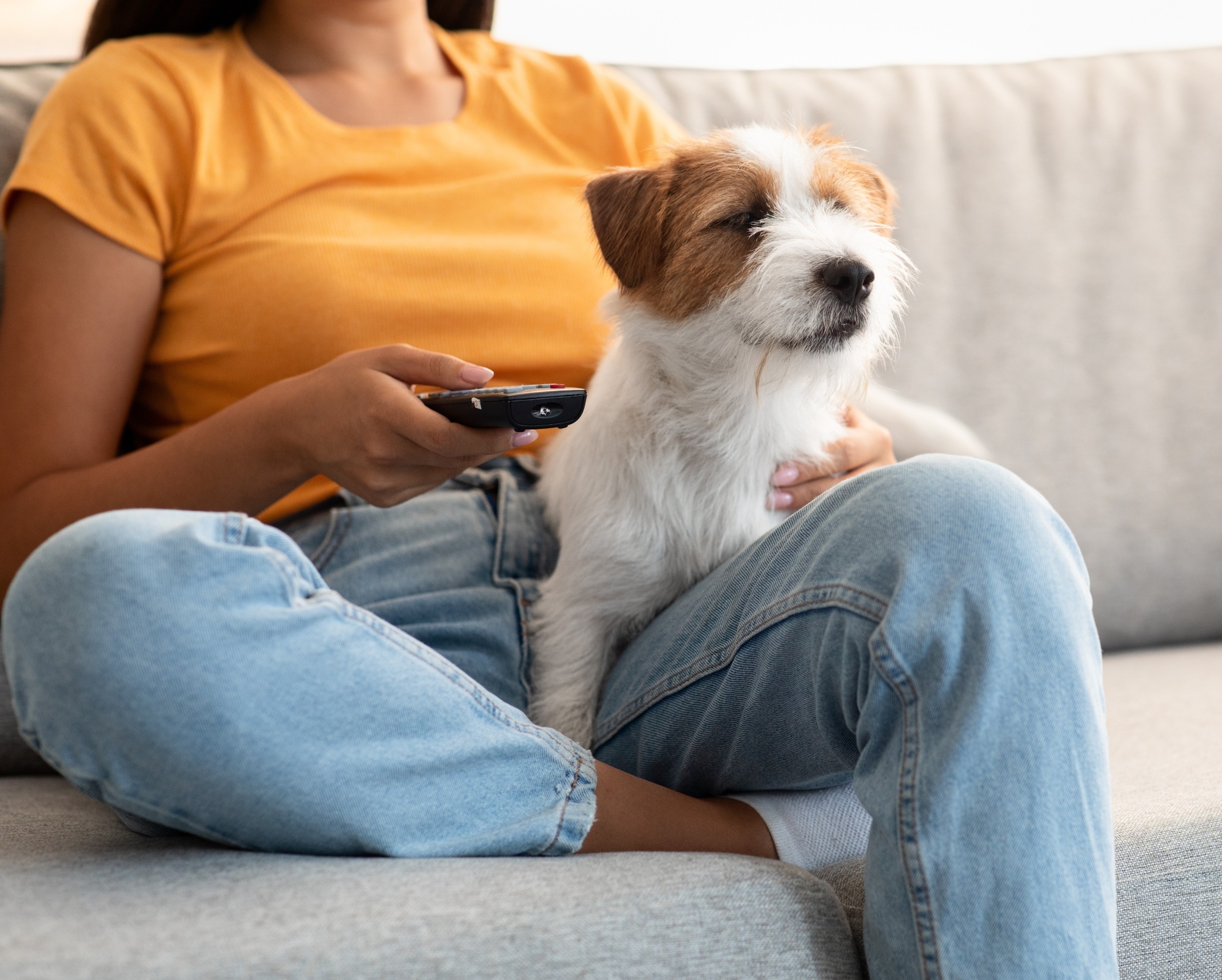 Most dogs binge-watch TV all day, if given the opportunity - Earth.com