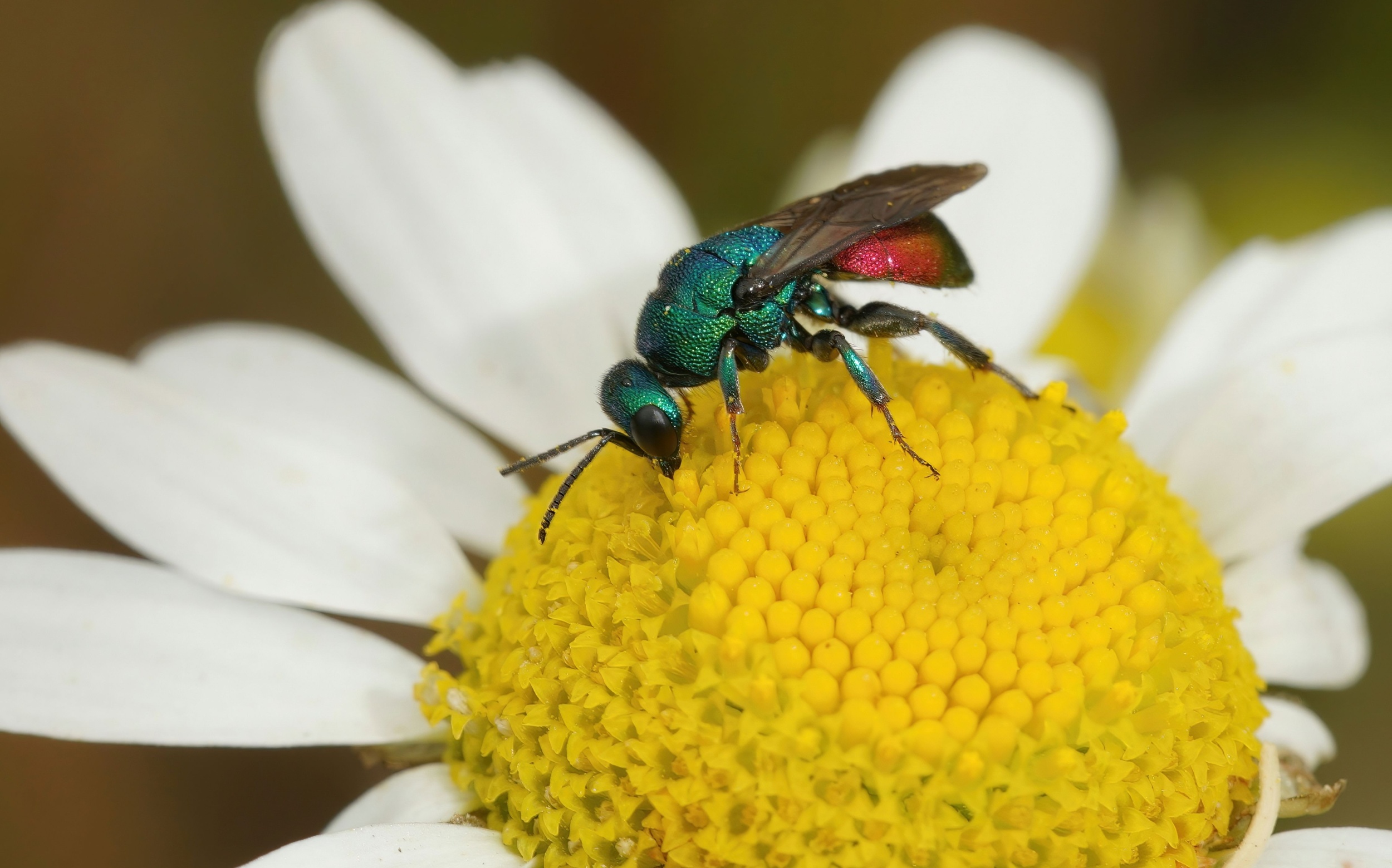 Wasps might hold the secret to slow human aging - Earth.com