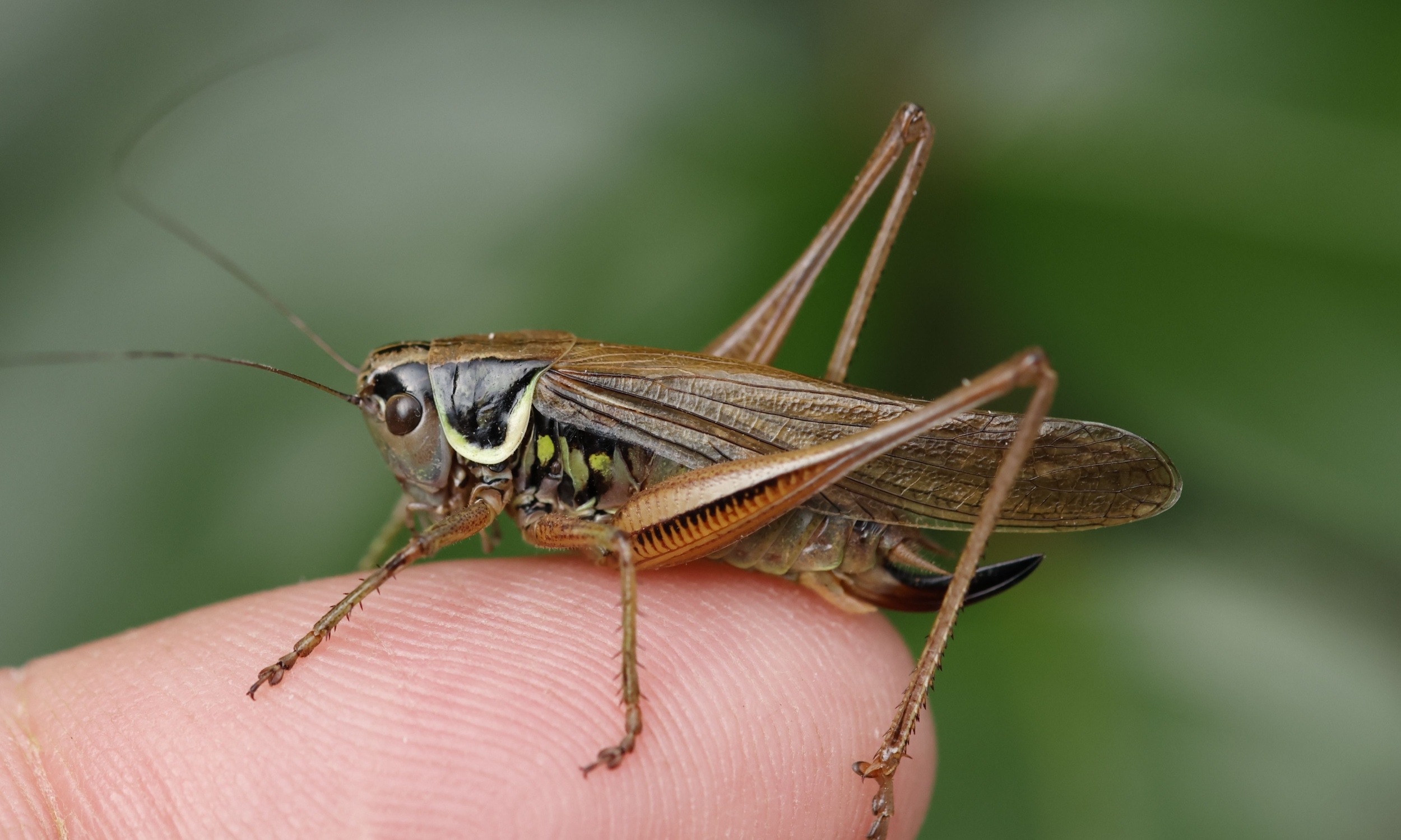 Scientists finally learn how crickets sing and chirp - Earth.com