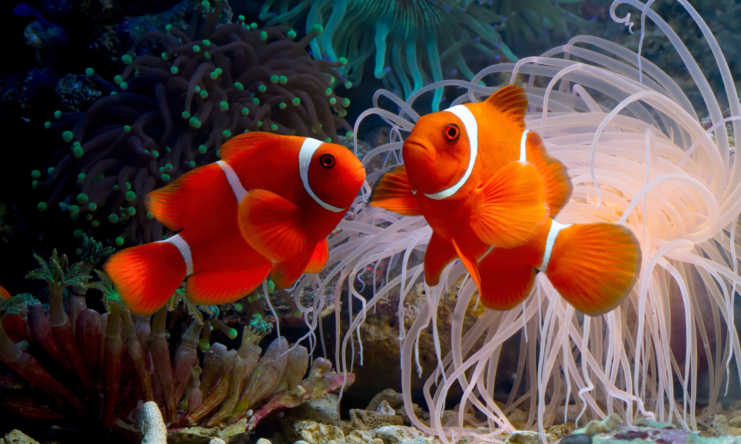 Clownfish evolution mystery solved by surprising swimming behavior ...