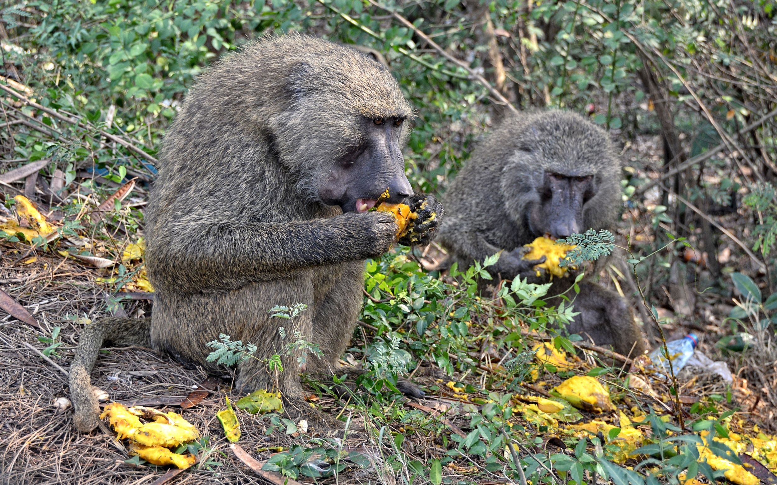 "Scrumping" may explain how humans started drinking alcohol - Earth.com