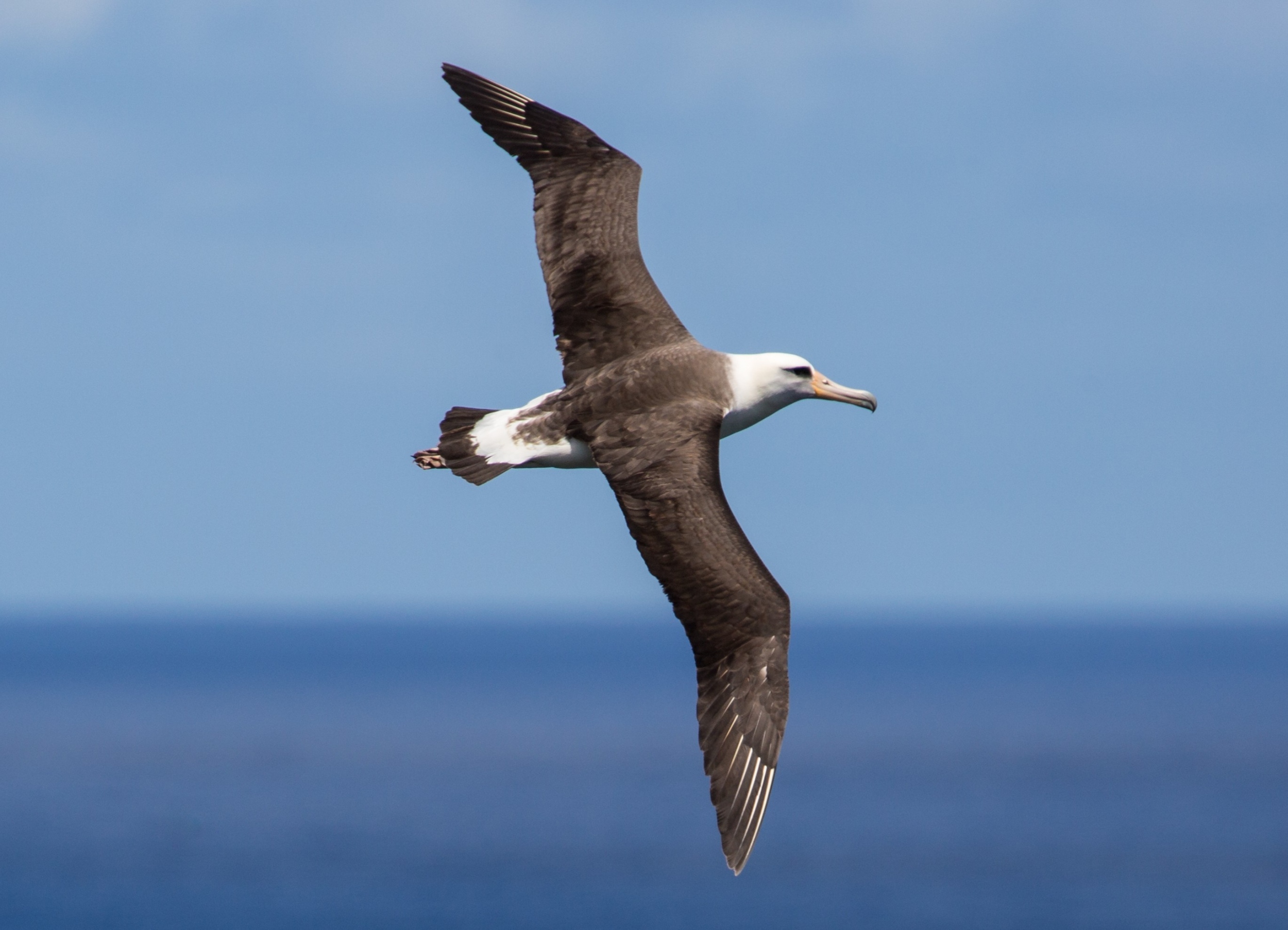 Albatross flight inspires a new generation of drones - Earth.com