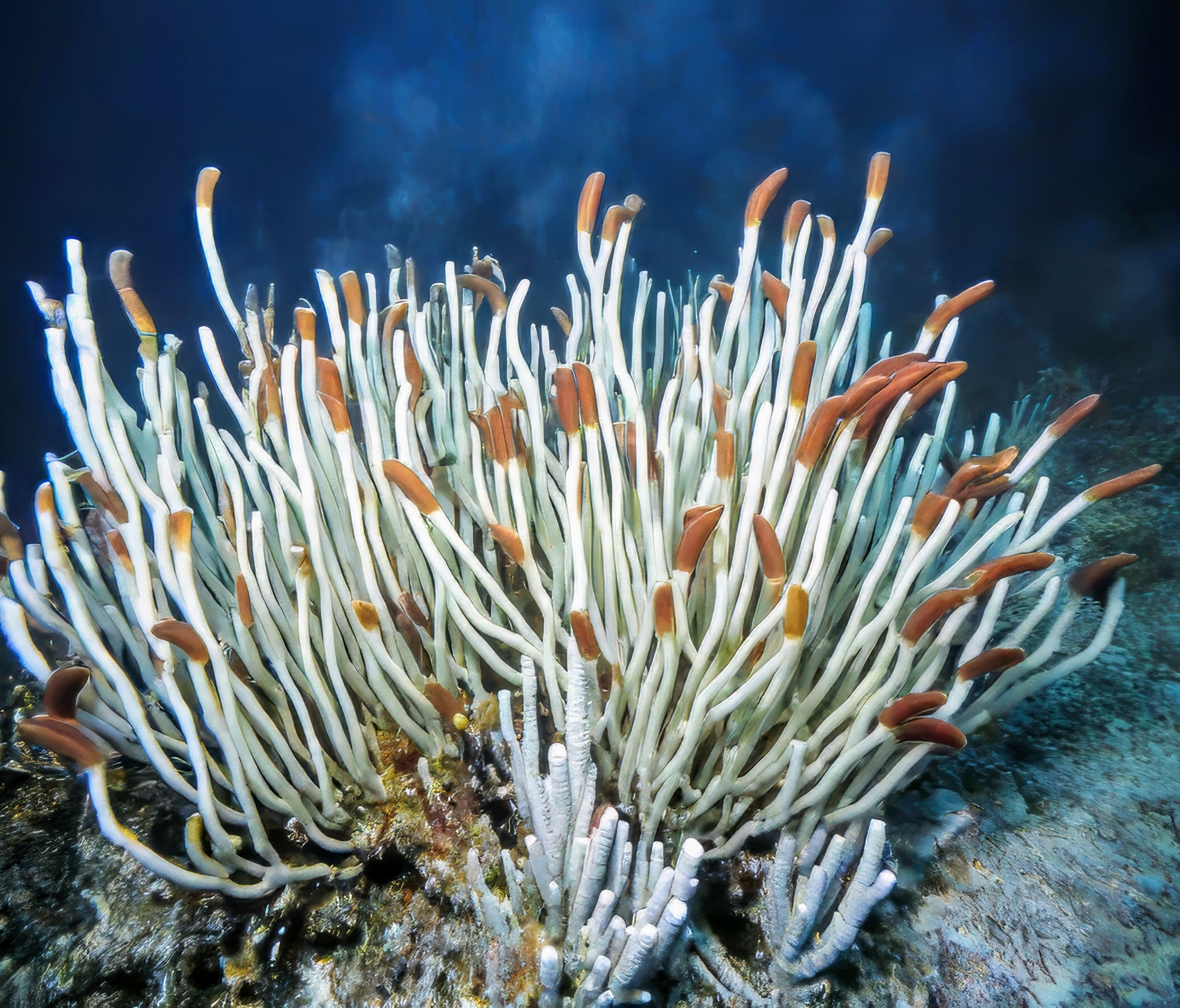 Deep sea expedition reveals thriving chemical-powered life - Earth.com