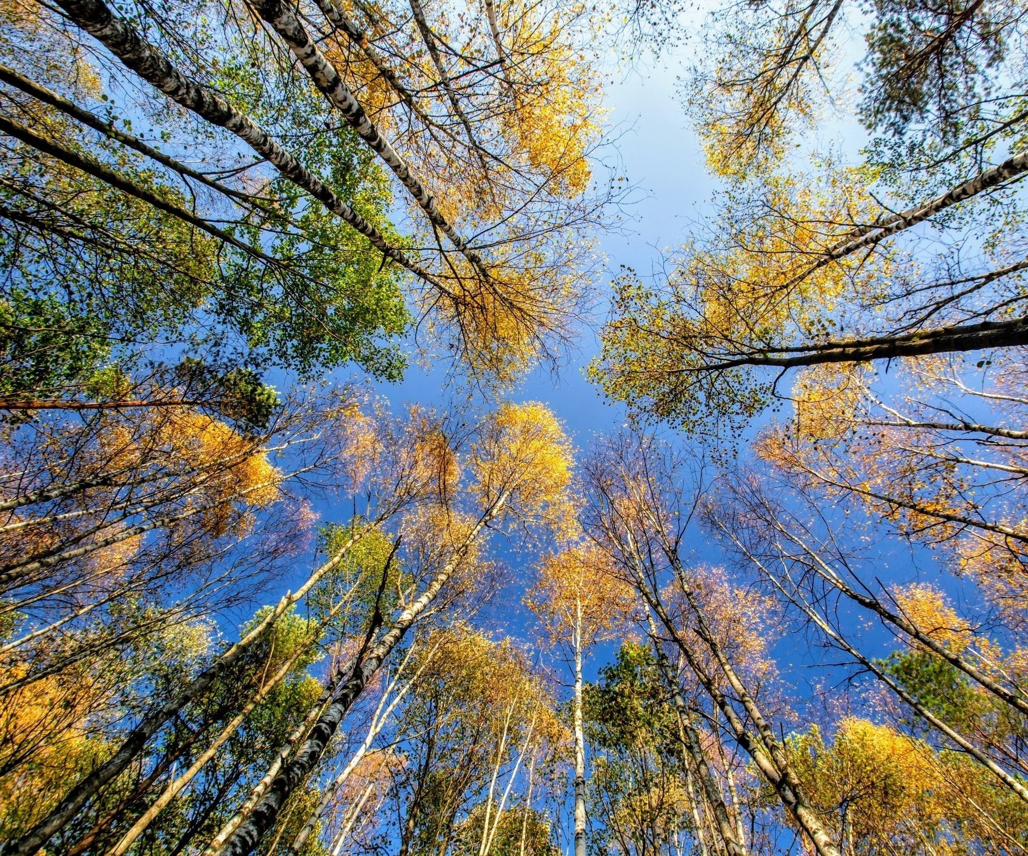 Tree growth thrives on diversity - especially in wet forests - Earth.com