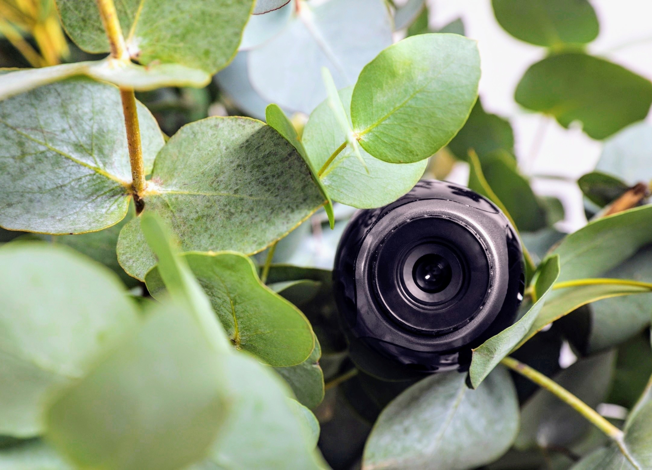 Standard cameras can now track plant growth in 3D - Earth.com