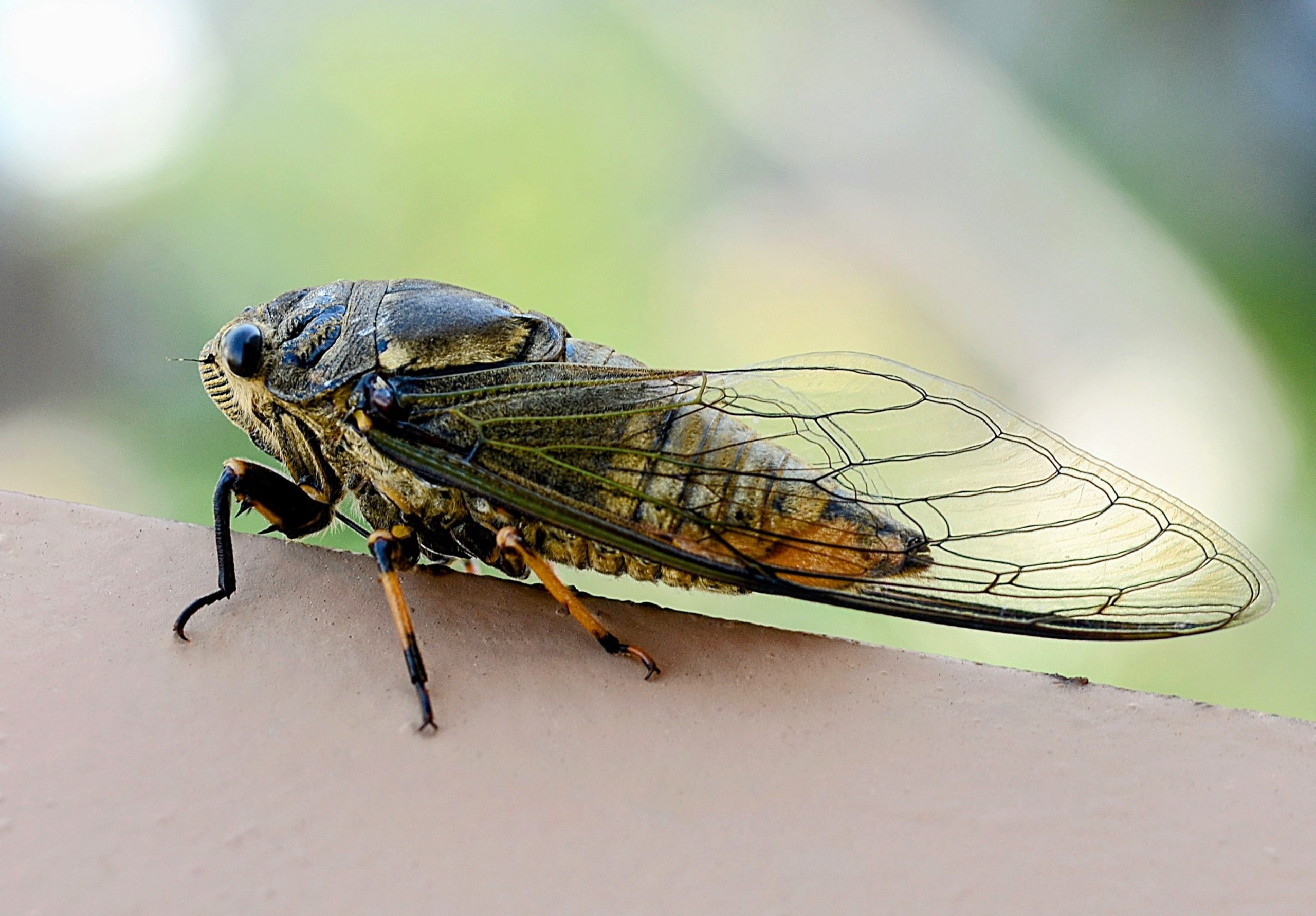 Cicadas wait for this exact moment each morning to sing - Earth.com