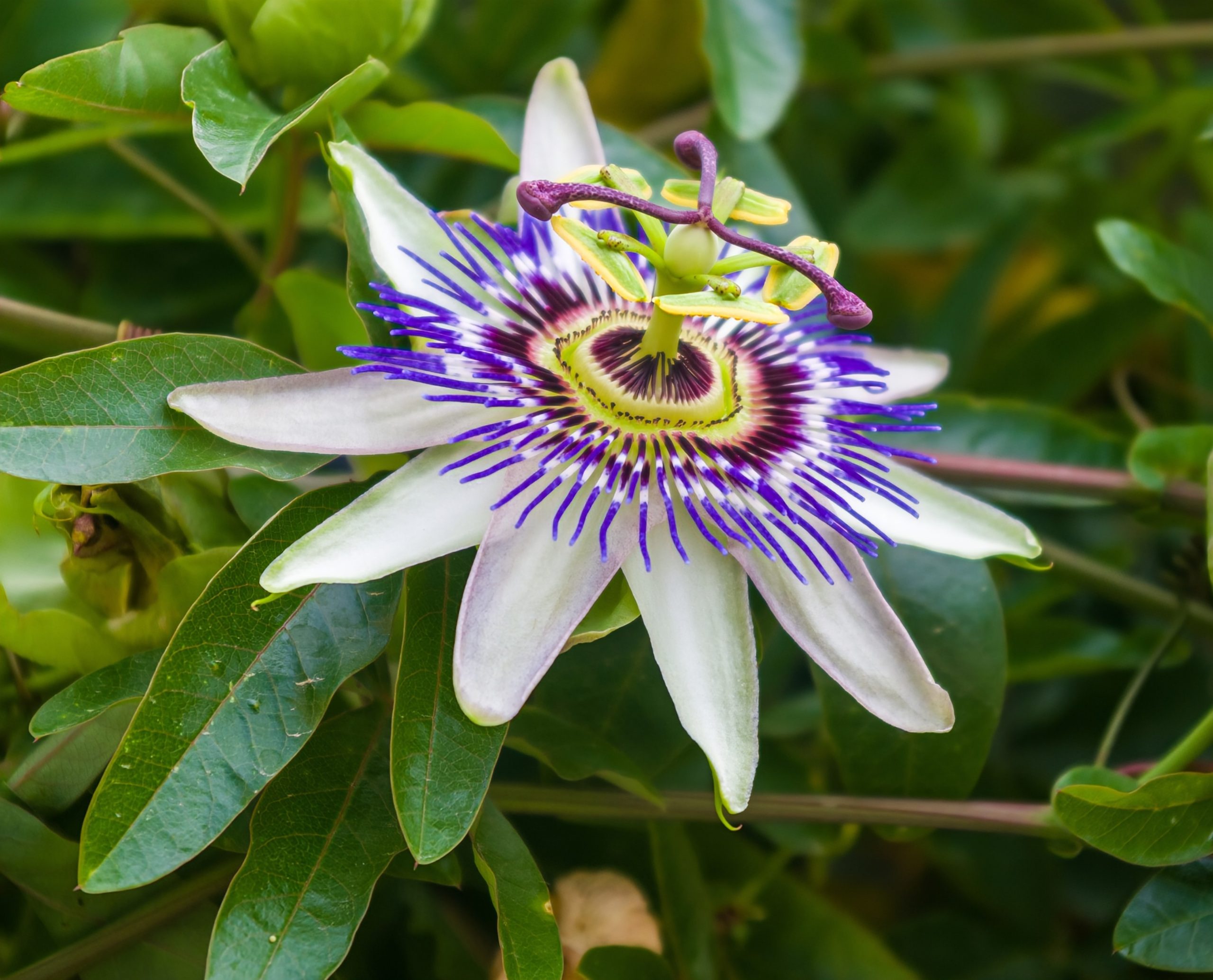 When bees arrive late, flowers may vanish - Earth.com
