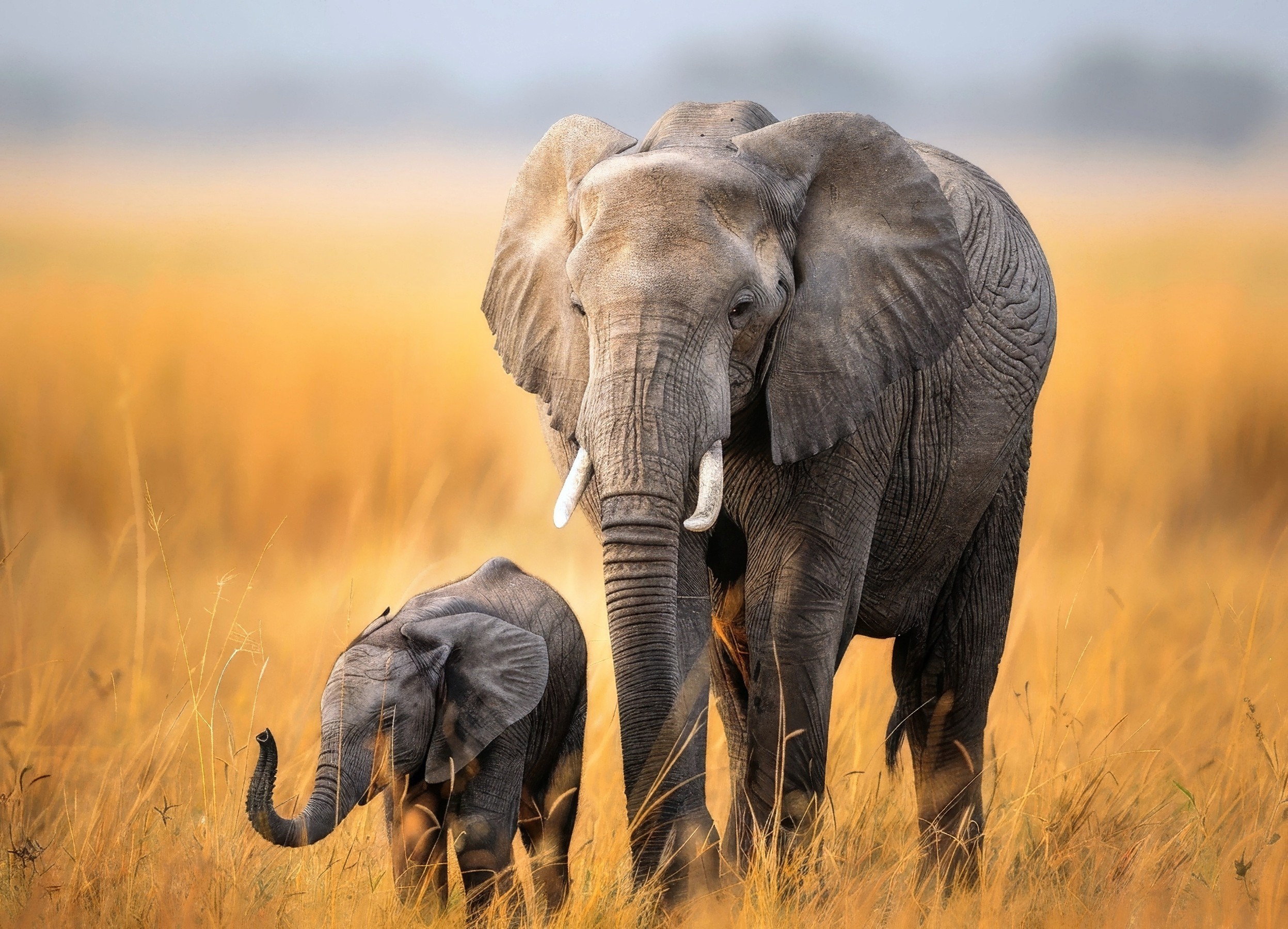 World Elephant Day 2025: Fighting for survival - Earth.com