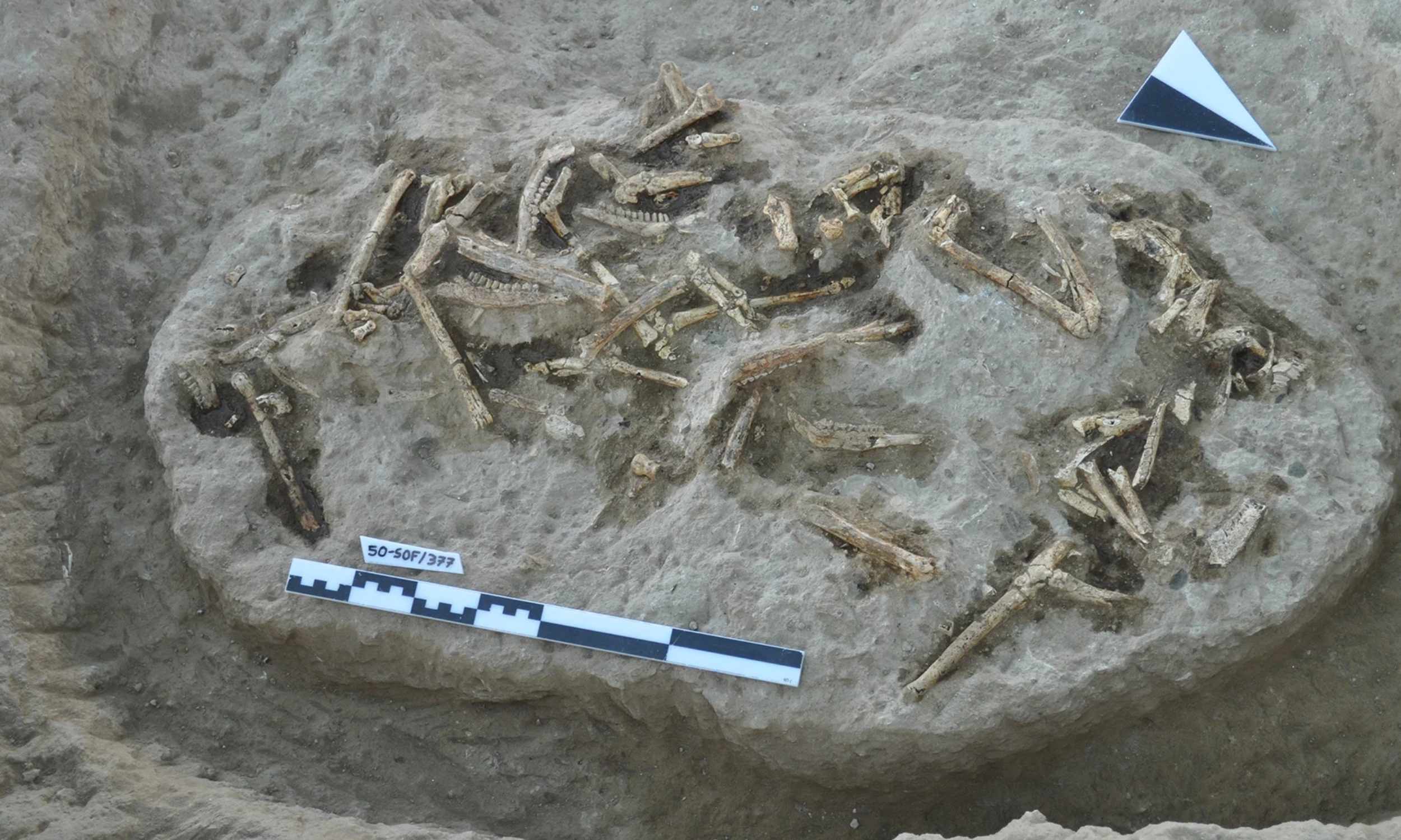 10-million-year-old fossils could redefine mammalian evolution - Earth.com