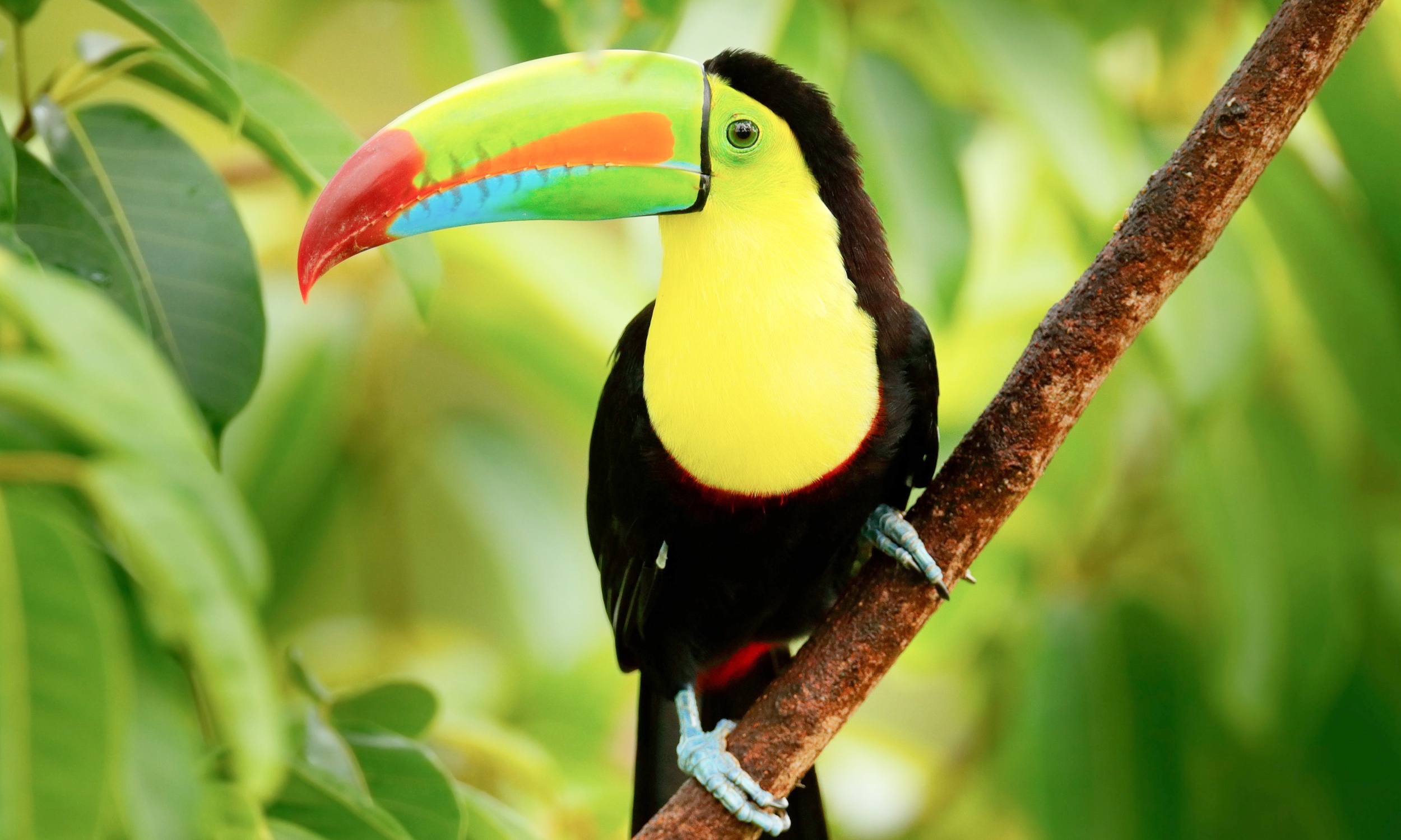 Tropical bird populations are rapidly shrinking - Earth.com