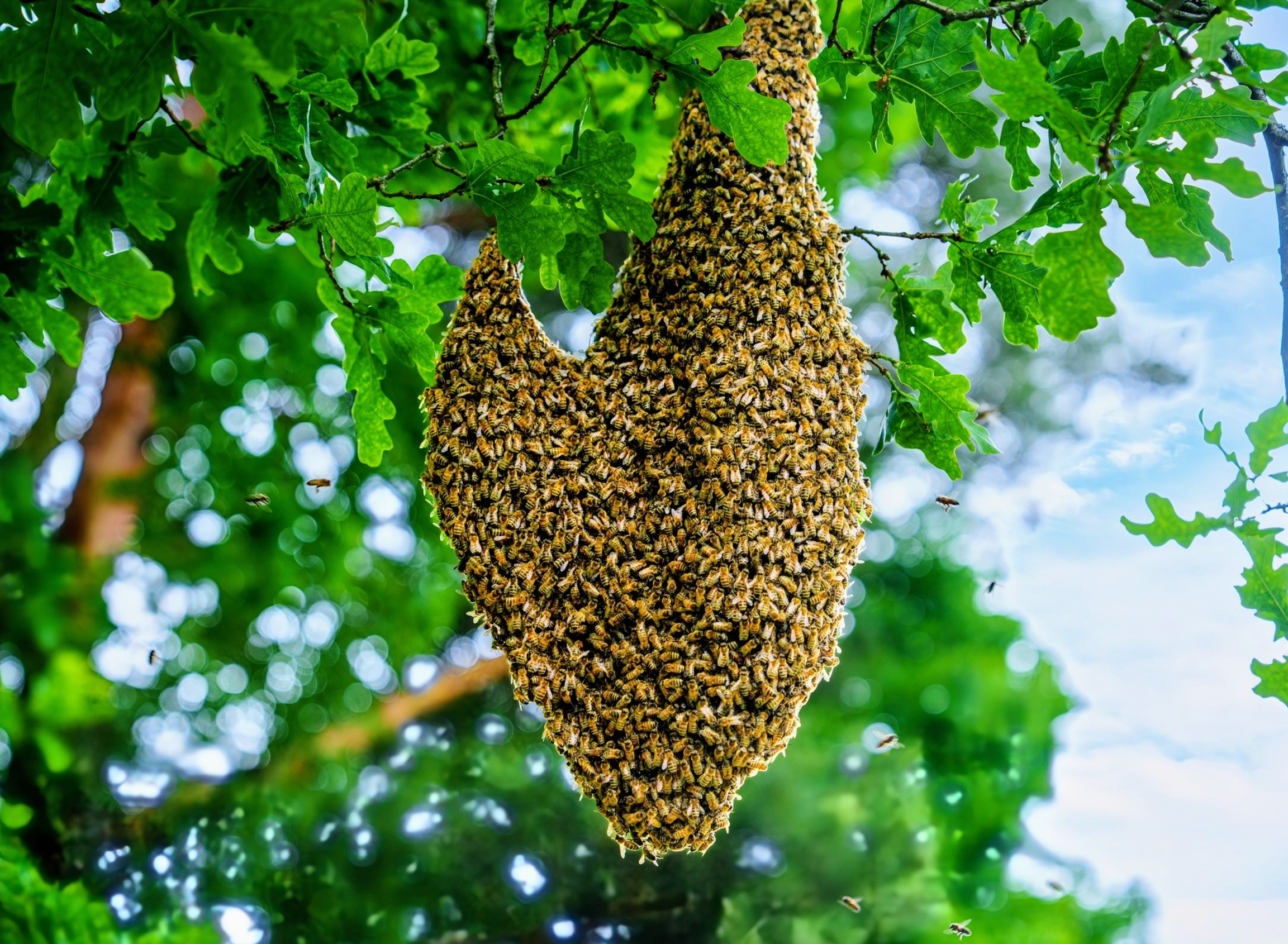 Hidden bee viruses change how far and fast they fly - Earth.com