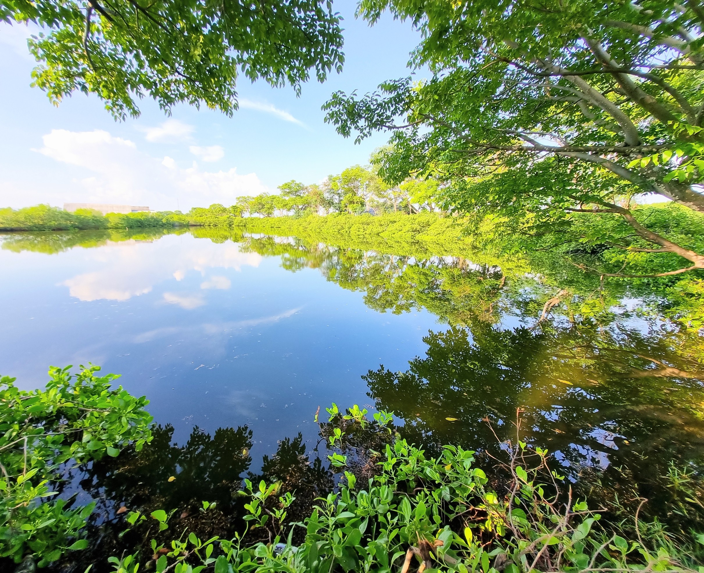 Lakes with vegetated edges are powerful carbon sinks - Earth.com