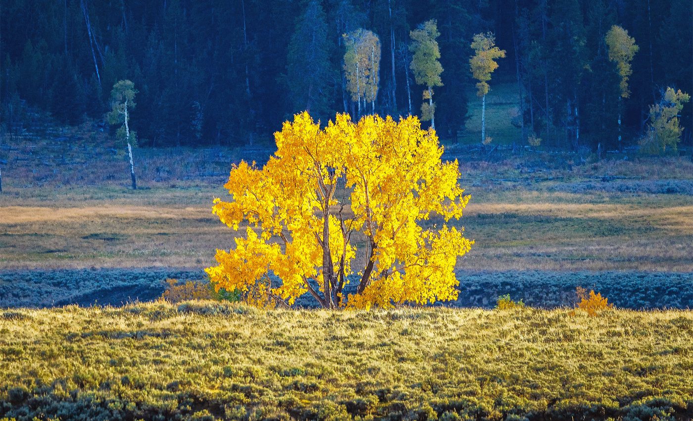 The Power of Restoration: How Gray Wolves Are Helping Aspen Trees ...