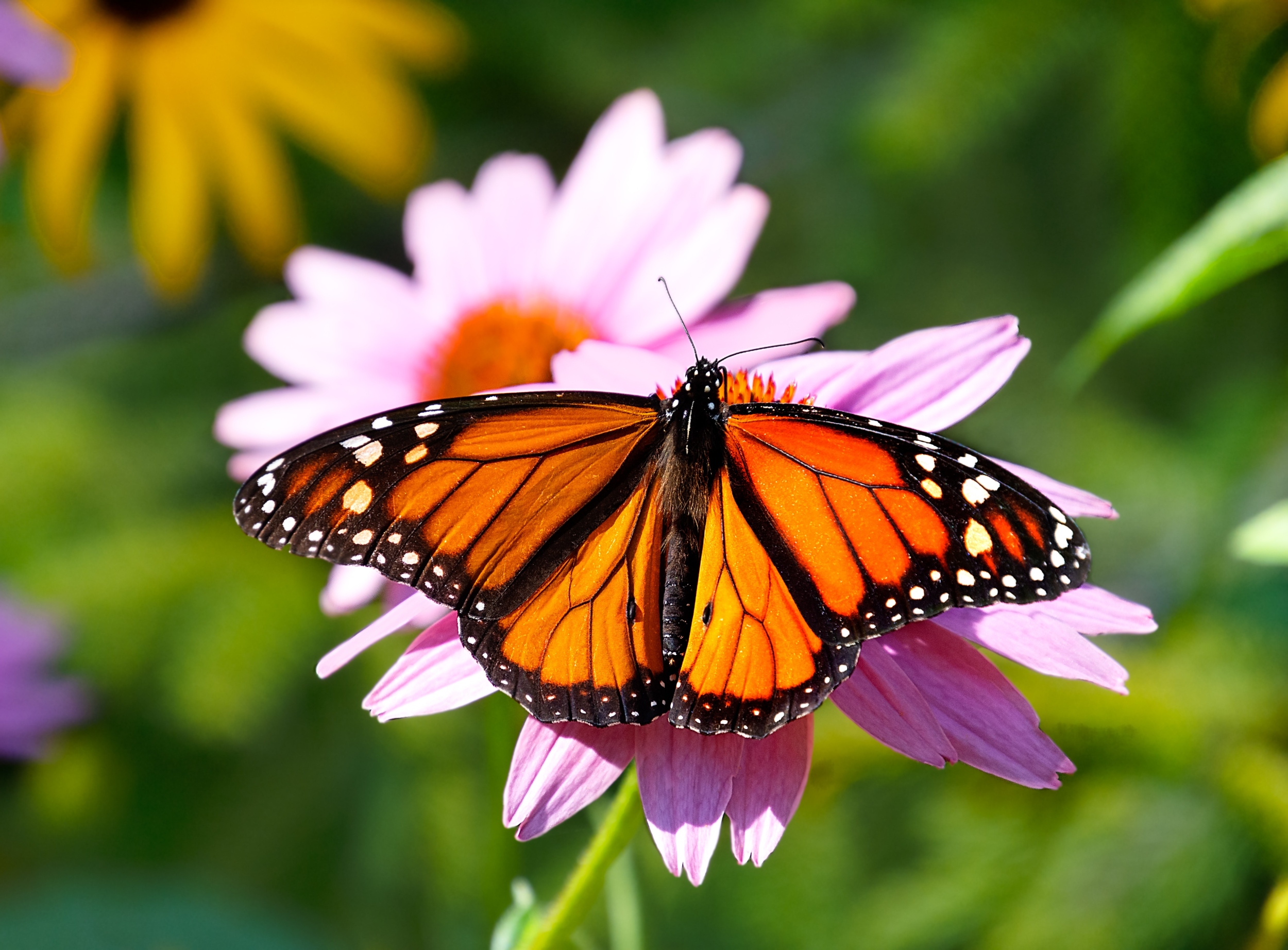 Monarch butterflies have a built-in compass that flips when it's cold ...