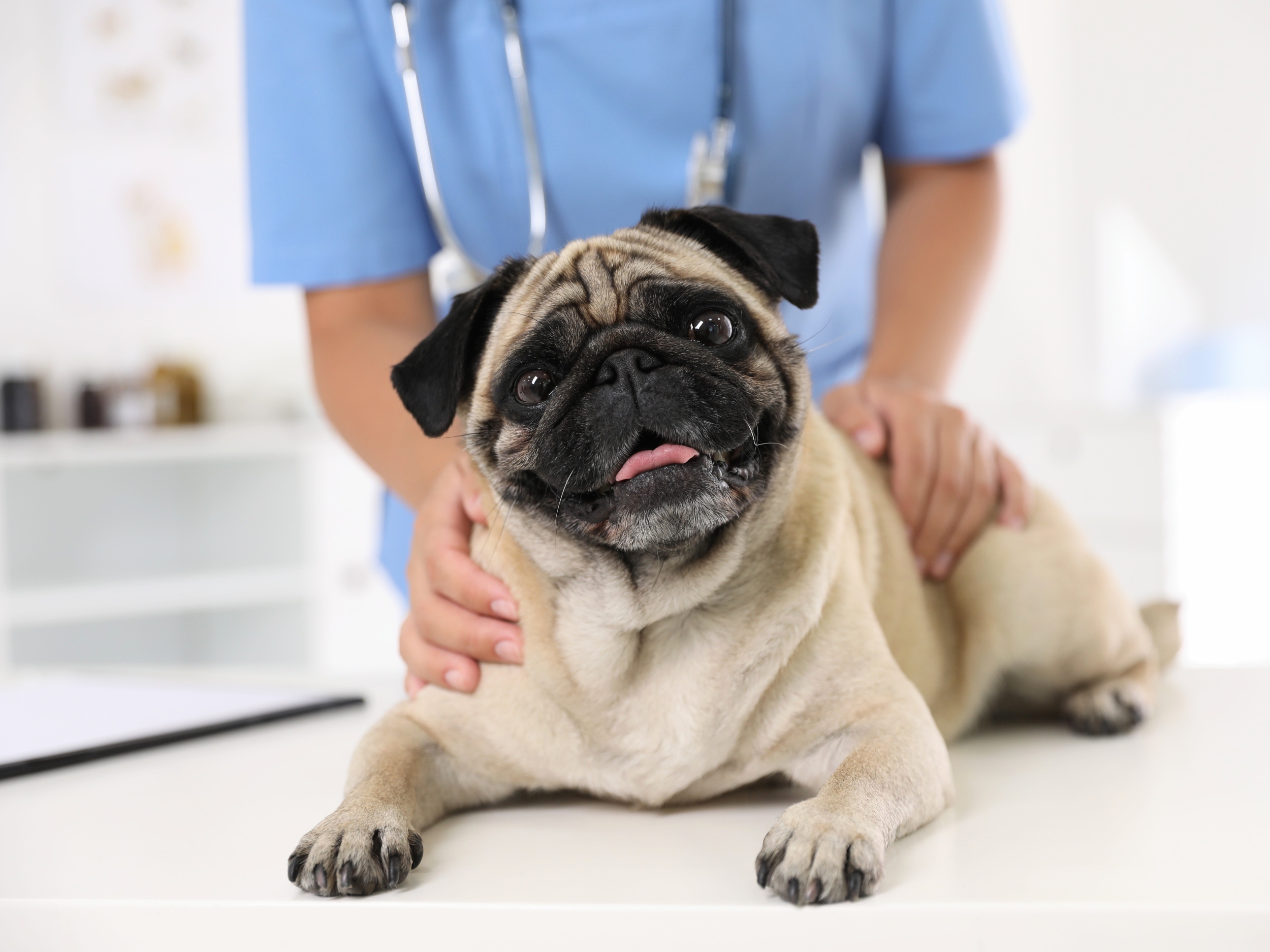 Mapping disease patterns in dogs can reveal what's ahead - Earth.com