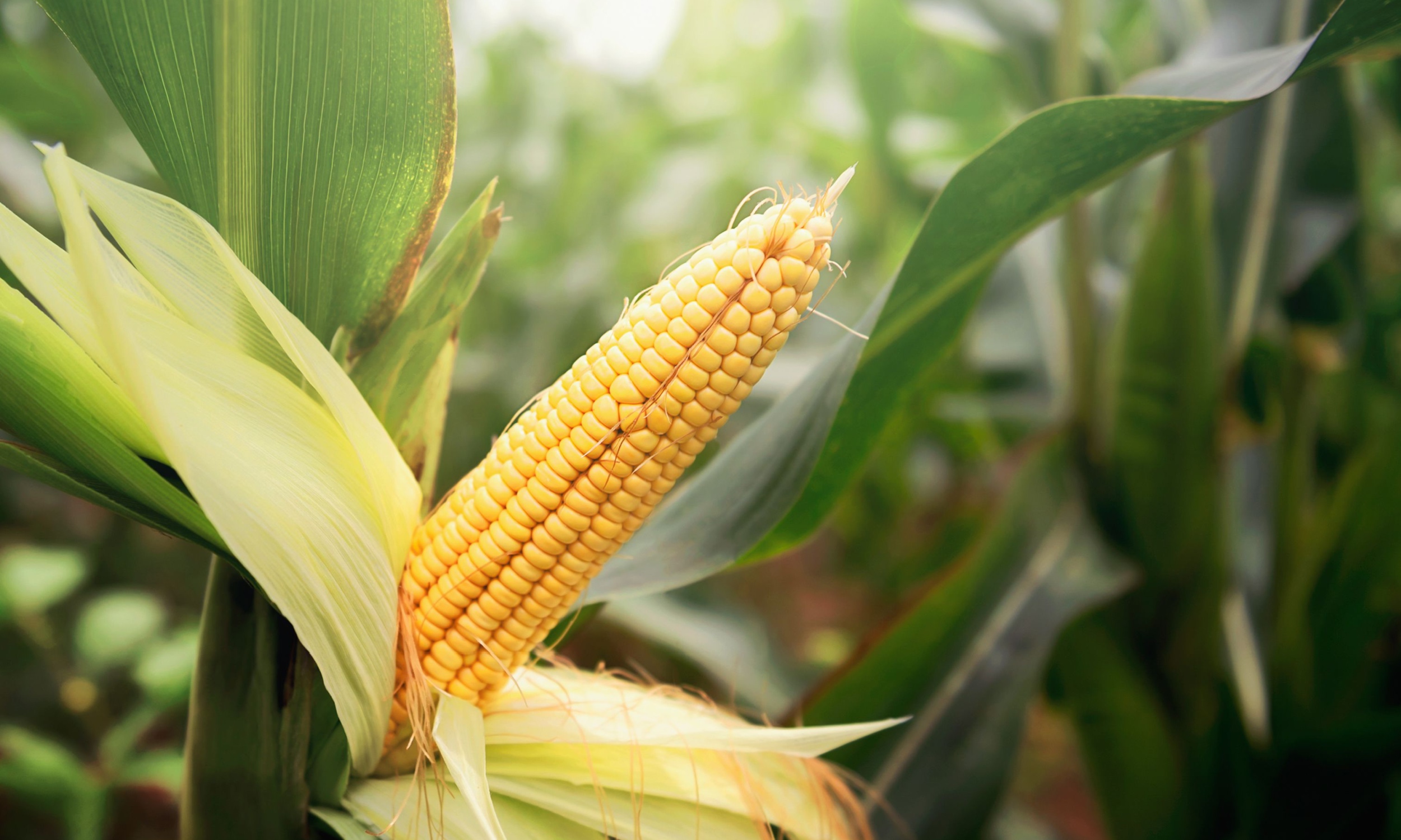 Maize plants signal neighbors when it's time to boost defenses - Earth.com