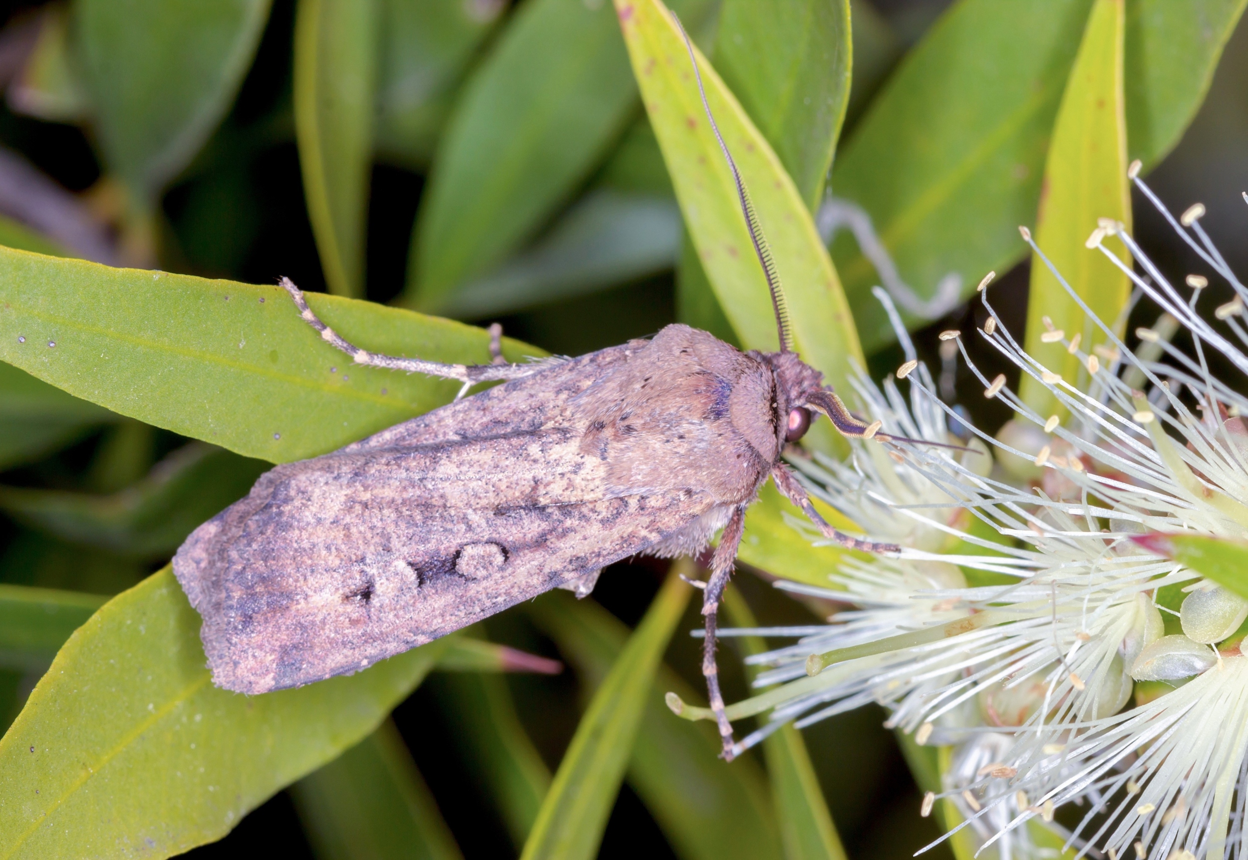 Bogong moths navigate using stars and magnetic fields - Earth.com