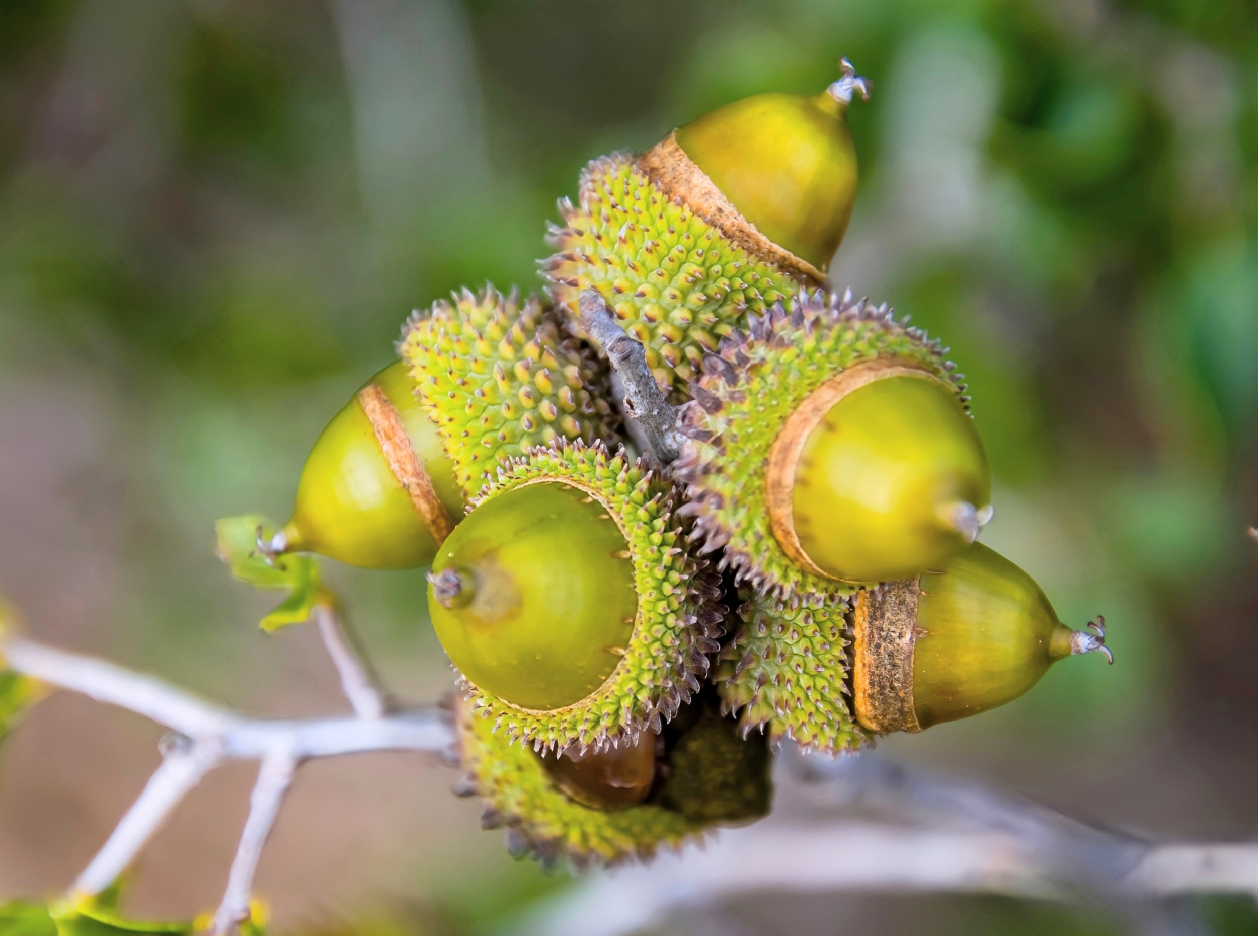 Ground oak’s genetic secrets may inspire new medicines - Earth.com