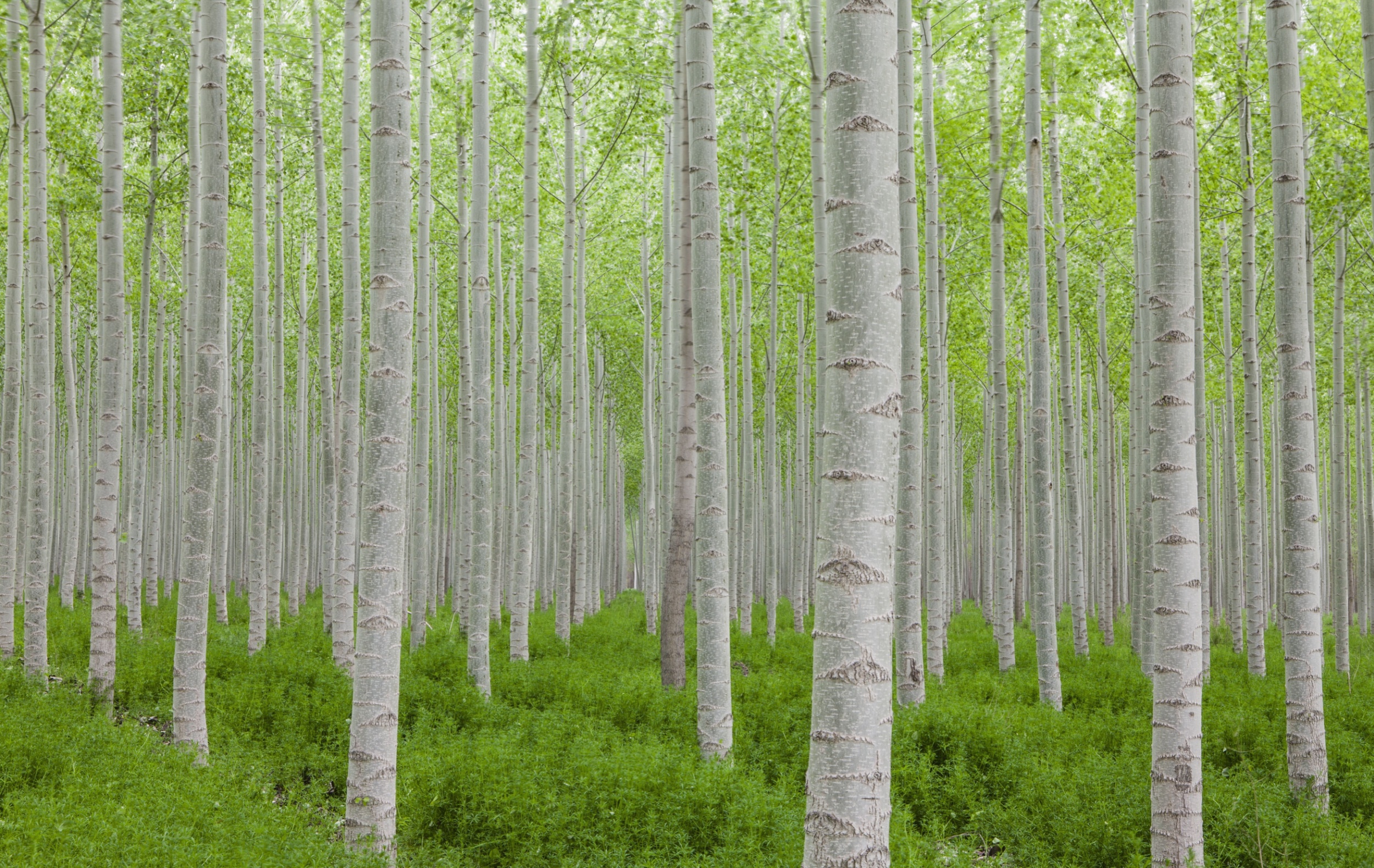 Poplars adapt wood chemistry, boosting green biofuels - Earth.com