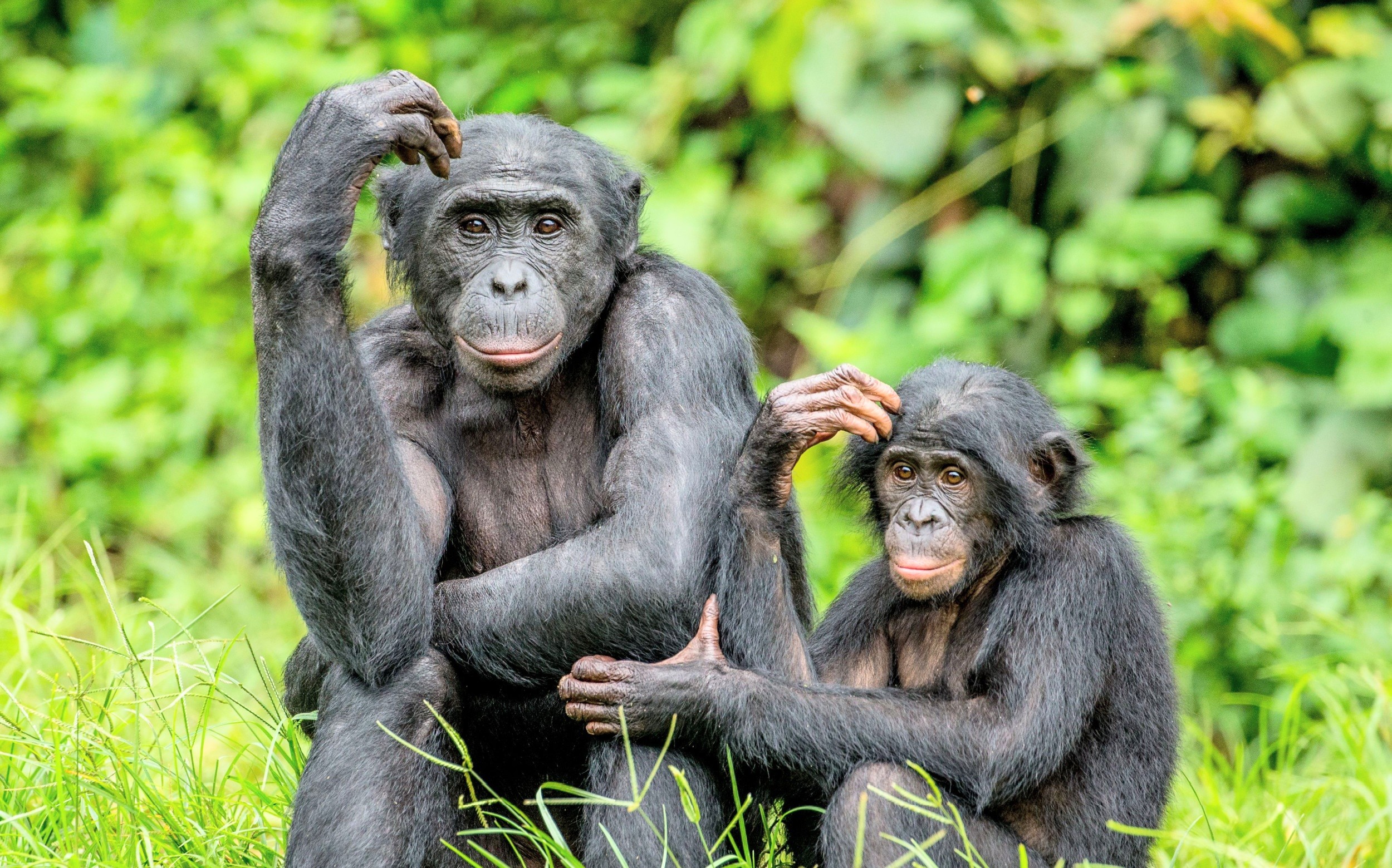 Hide-and-seek proves bonobos have memory skills like humans - Earth.com