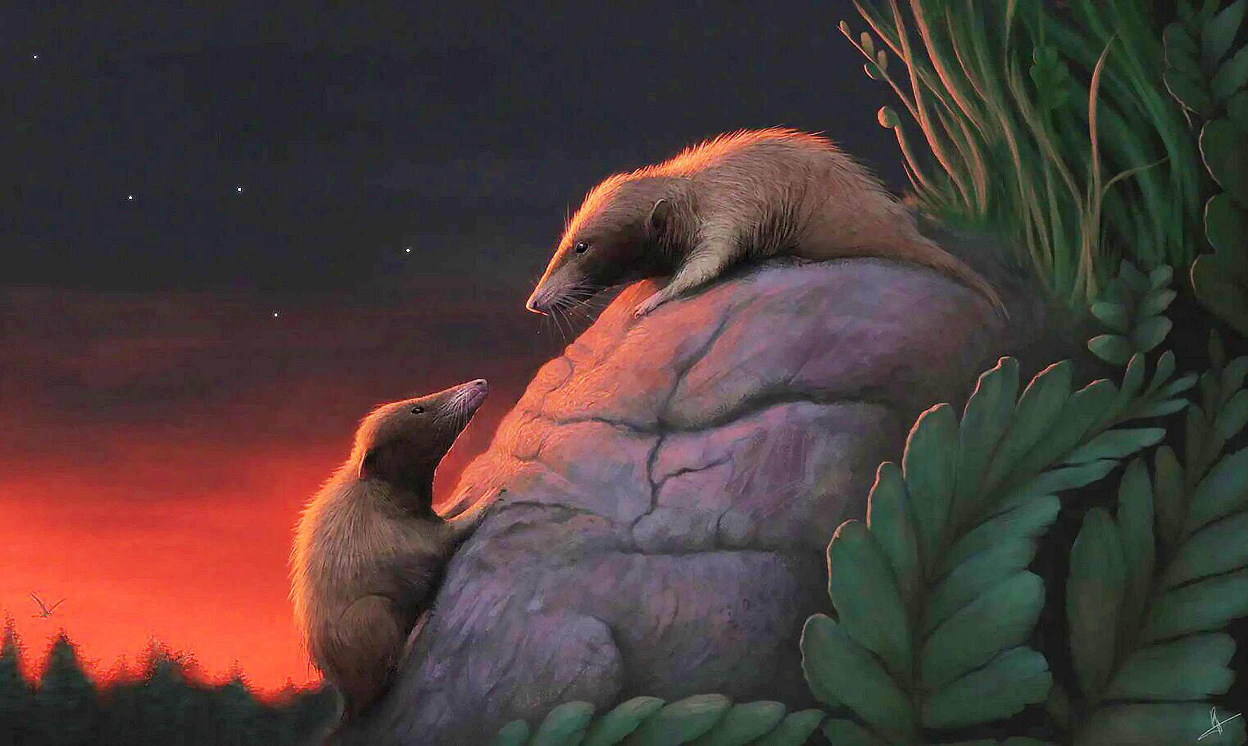 New docodontan species discovery fills in mammal evolution gaps - Earth.com